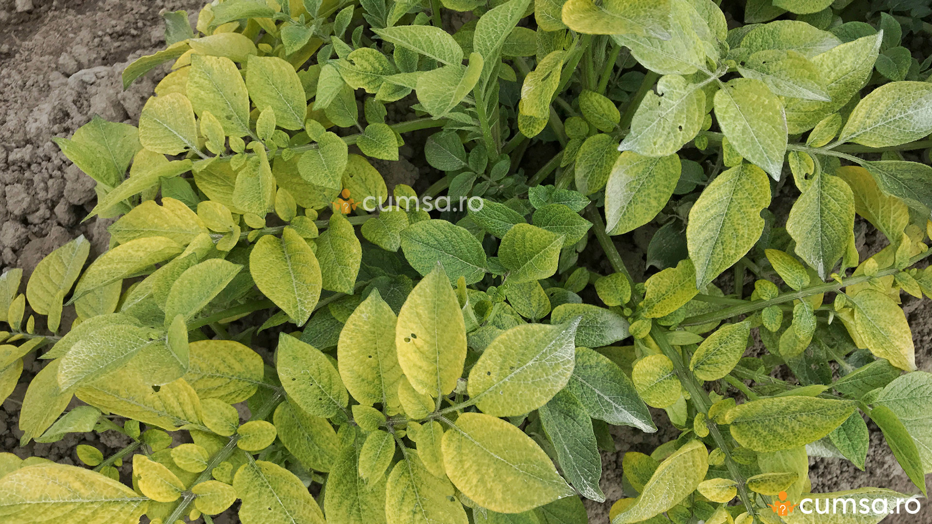 Soiuri de cartofi romanesti. Cum sa le alegi in functie de productia la ...