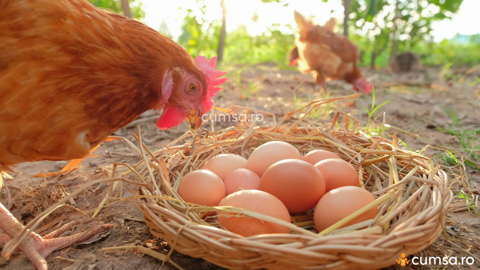 Tratament pentru gaini care mananca oua. Cum sa procedezi - cumsa.ro