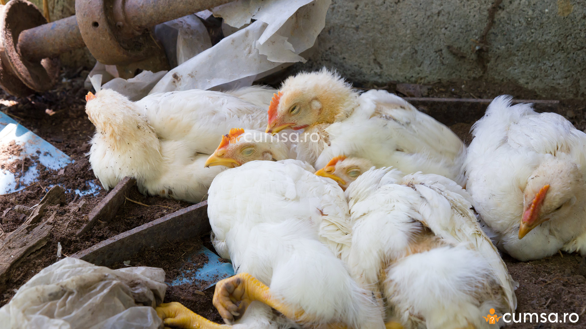 Cum sa tratezi raceala la gaini si ce tratament sa aplici - cumsa.ro