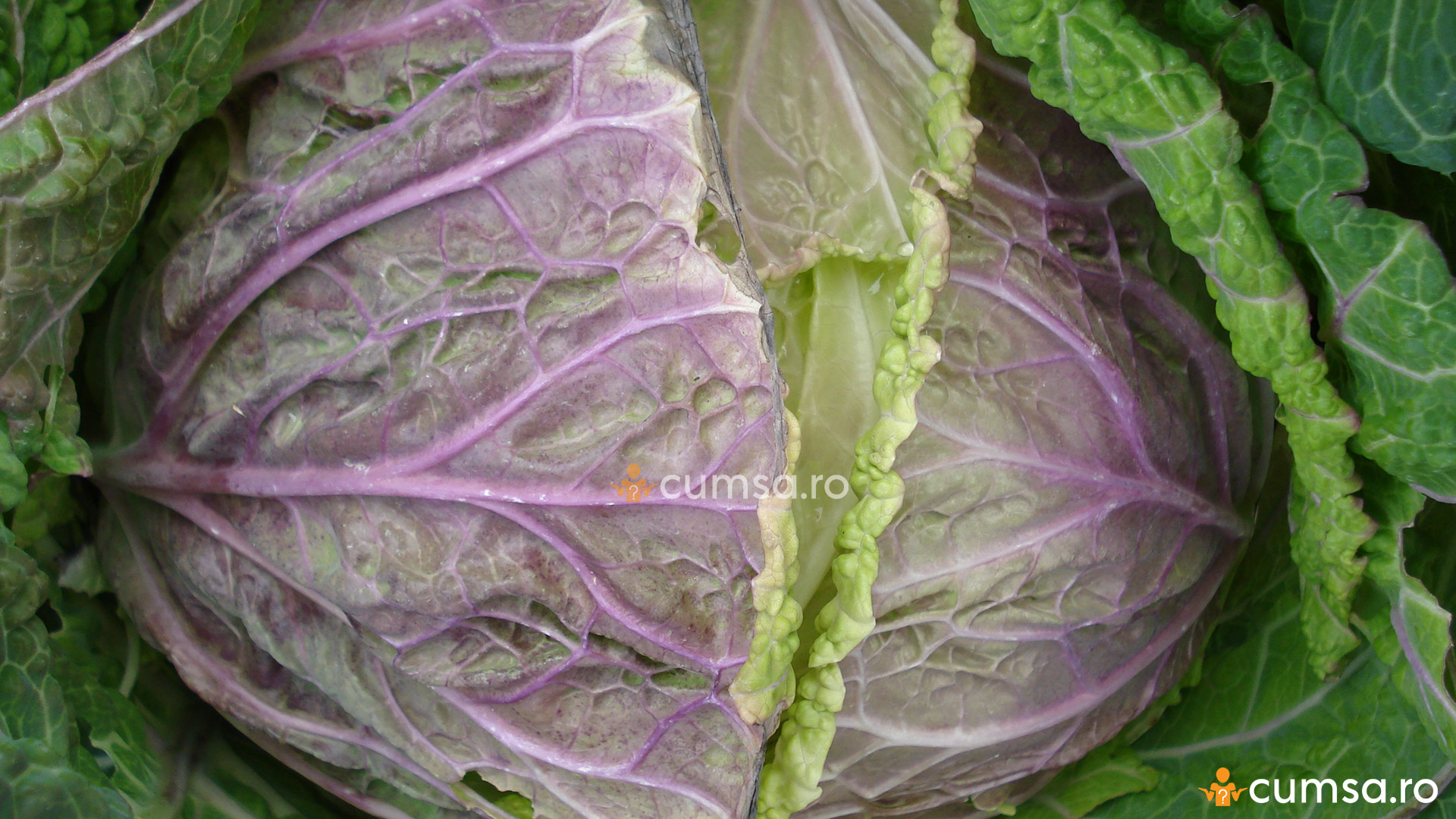 Varza crapata. Cum sa previi aceasta problema in gradina ta - cumsa.ro