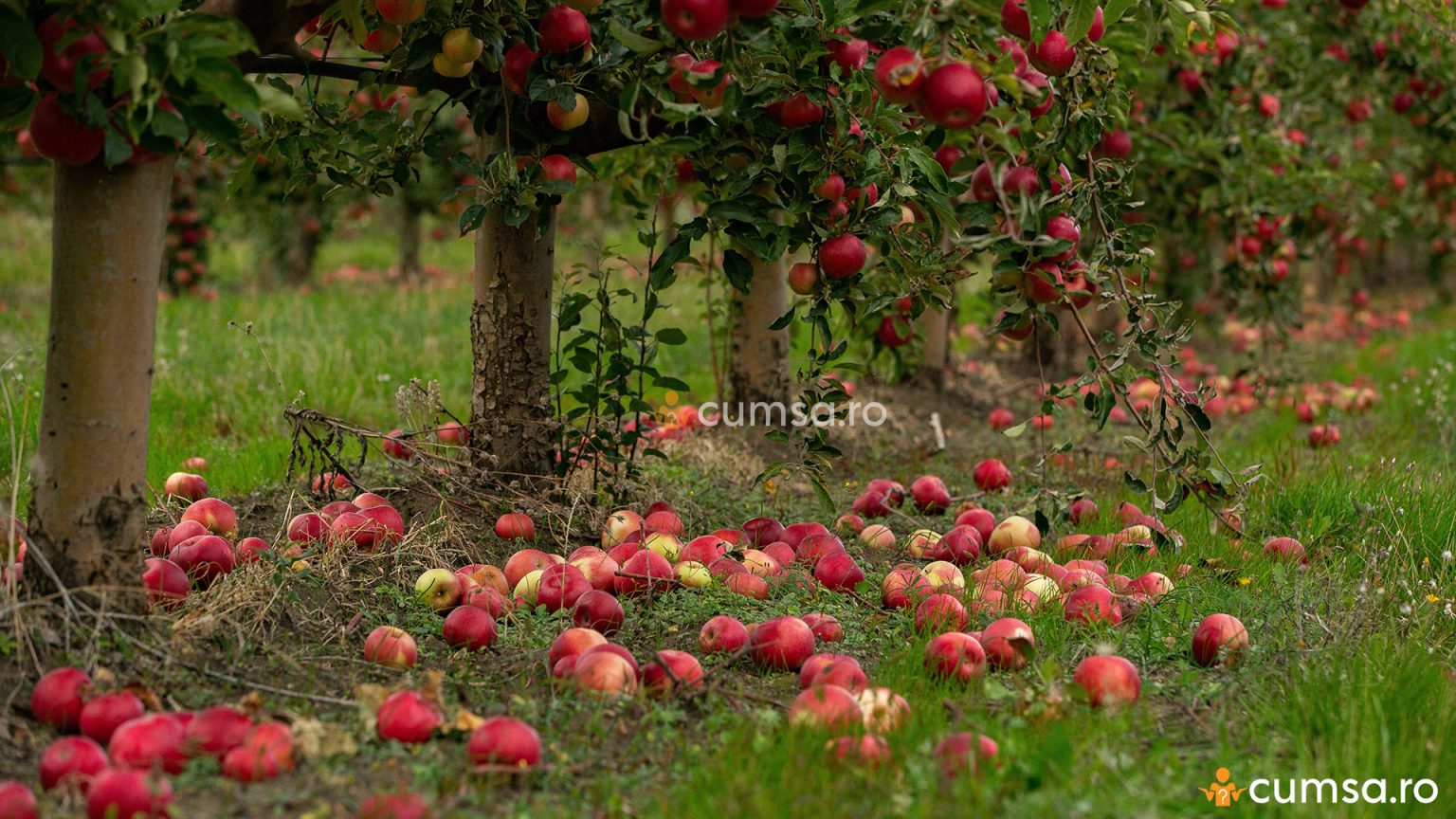 De ce cad merele din pom si cum sa previi acest fenomen - cumsa.ro