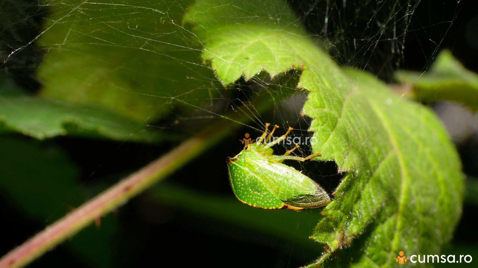 Cum sa combati cicada gheboasa. Tratamente pentru pomi fructiferi si ...