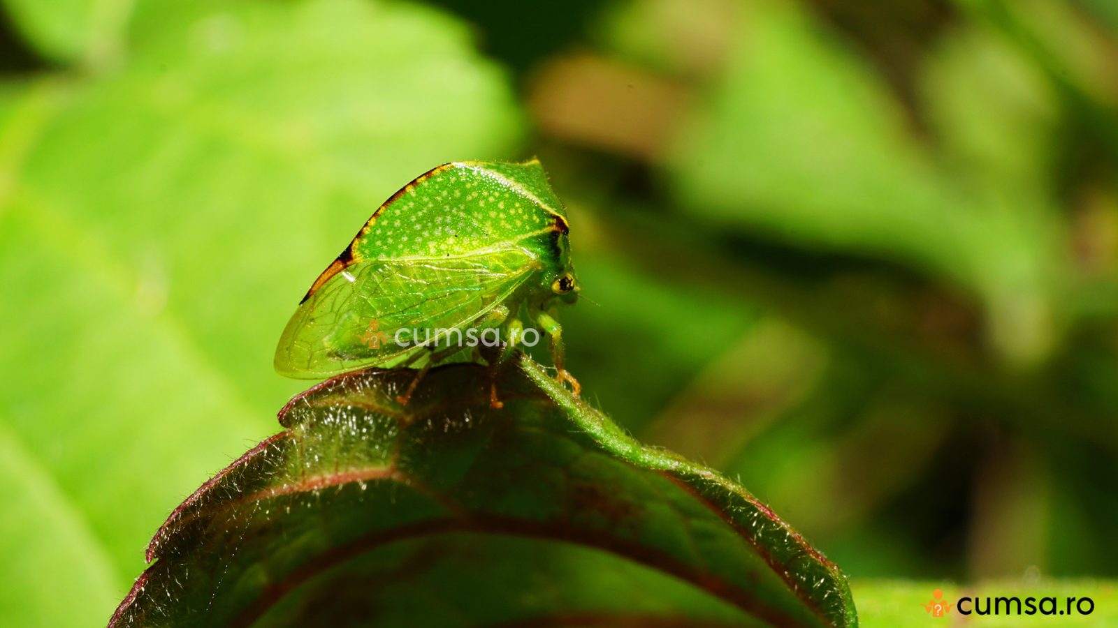 Cum sa combati cicada gheboasa. Tratamente pentru pomi fructiferi si ...