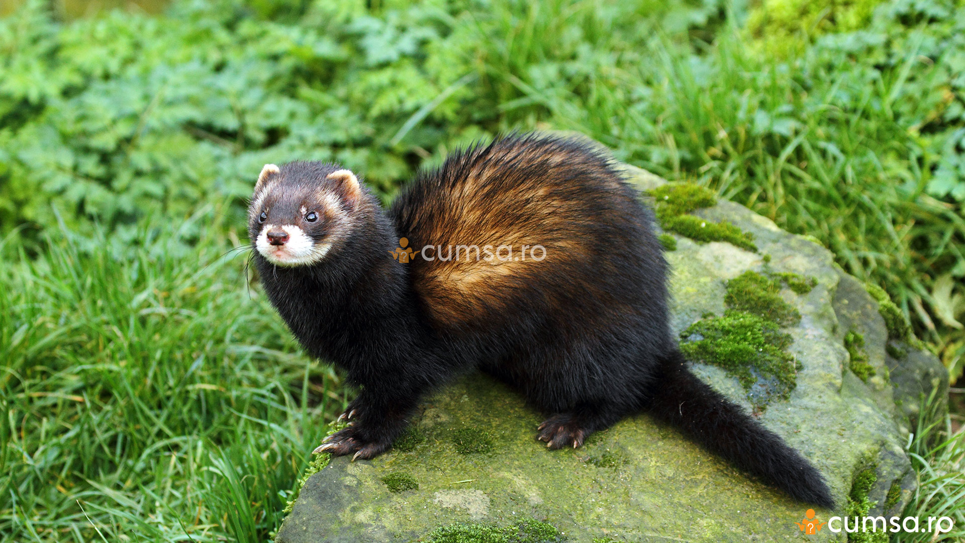 Cum sa scapi de dihori si care sunt cele mai bune metode - cumsa.ro