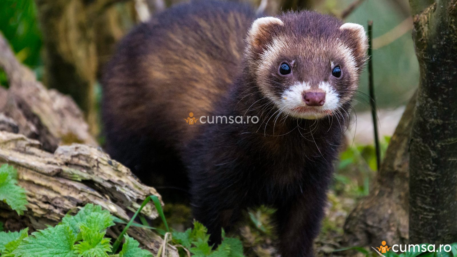 Cum sa scapi de dihori si care sunt cele mai bune metode - cumsa.ro