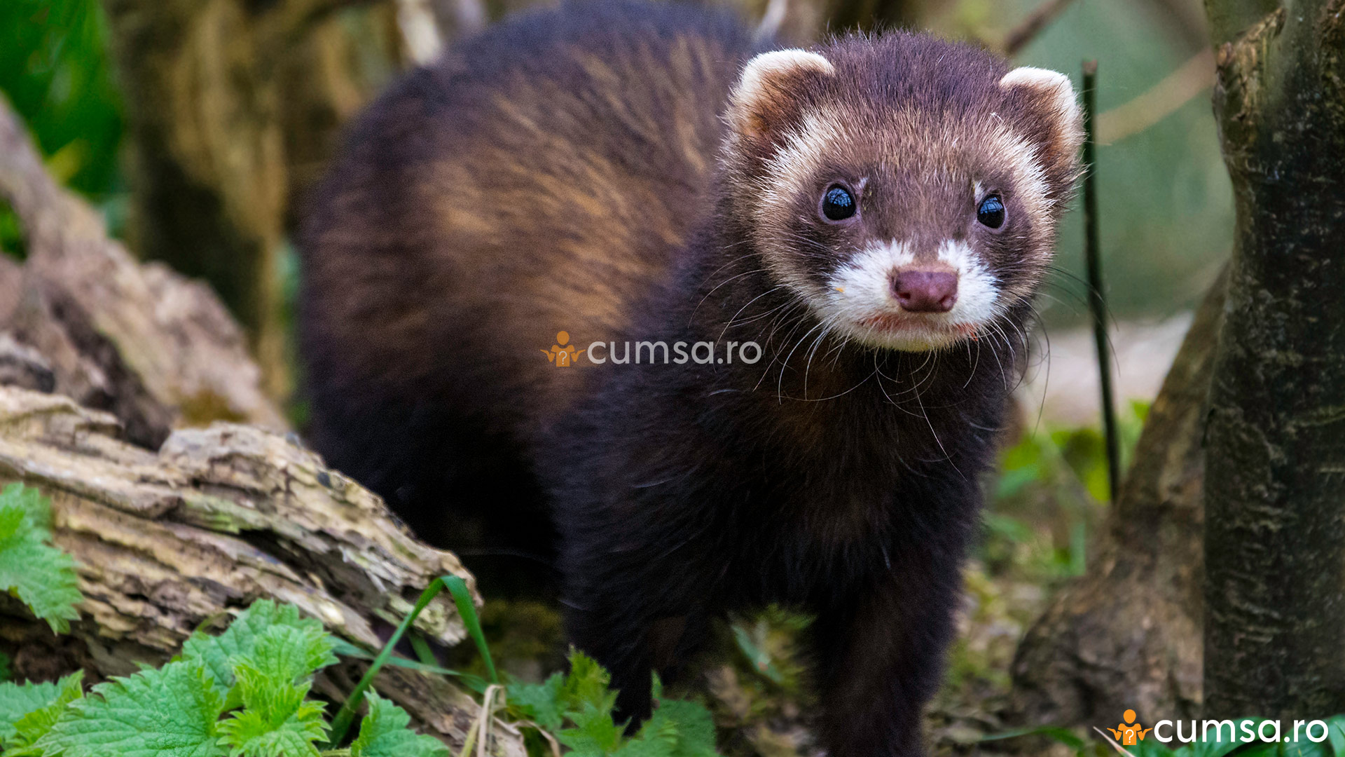 Cum sa scapi de dihori si care sunt cele mai bune metode - cumsa.ro