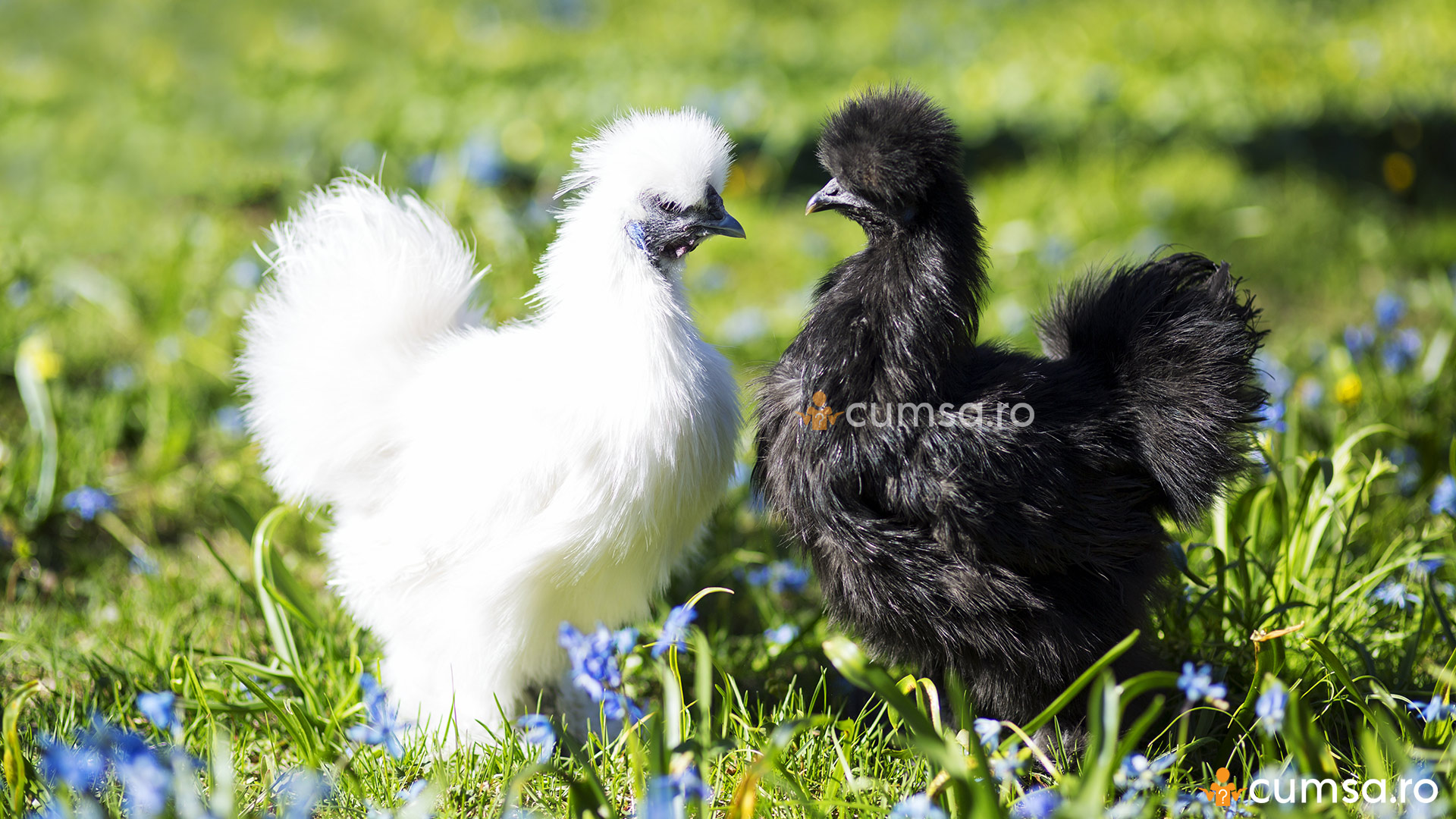 Cum sa cresti gaini de matase japoneza. Caracteristici si pret - cumsa.ro