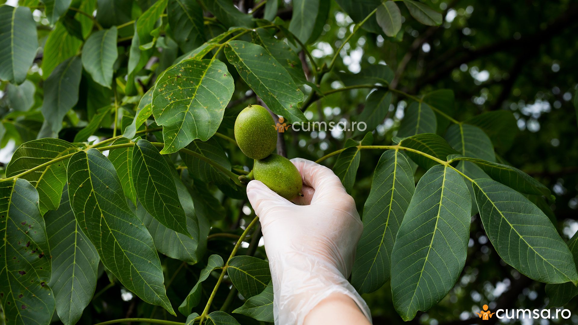 Cum sa pui nuci la incoltit si care este cea mai buna metoda - cumsa.ro