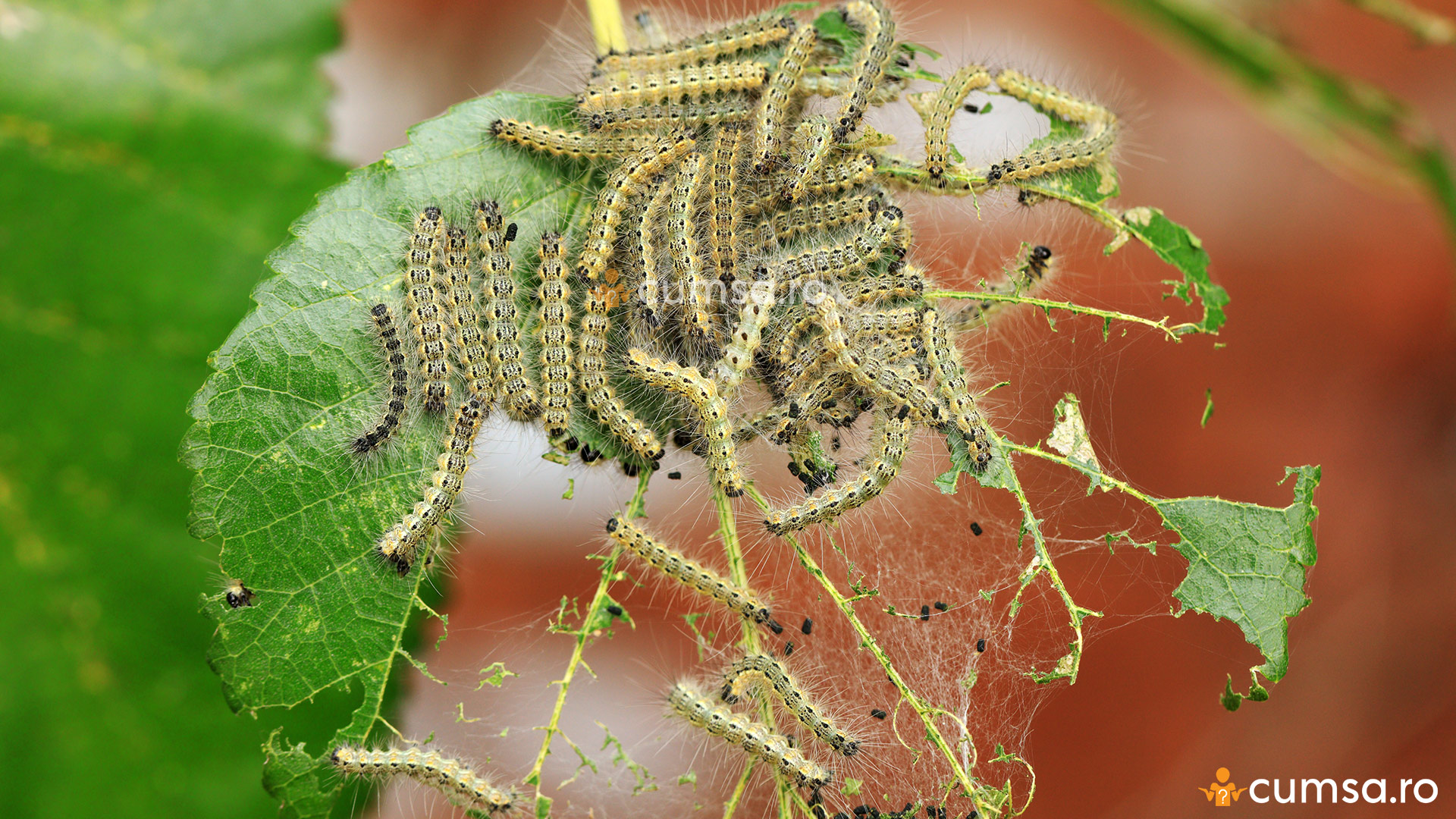 Cum sa combati omida paroasa a dudului si ce tratamente sa aplici ...