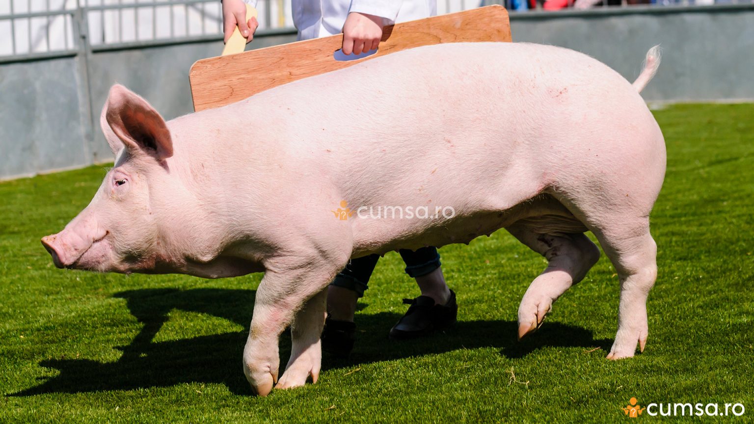 Rase de porci. Cum sa alegi porcul cu cel mai bun randament la ...