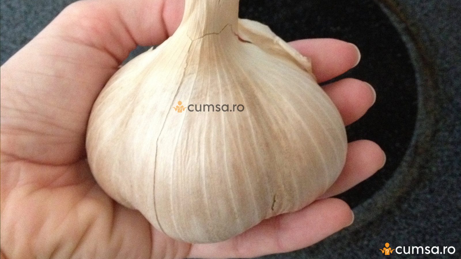 Cum sa cultivi usturoi elefant la tine in gradina. Sfaturi despre ...