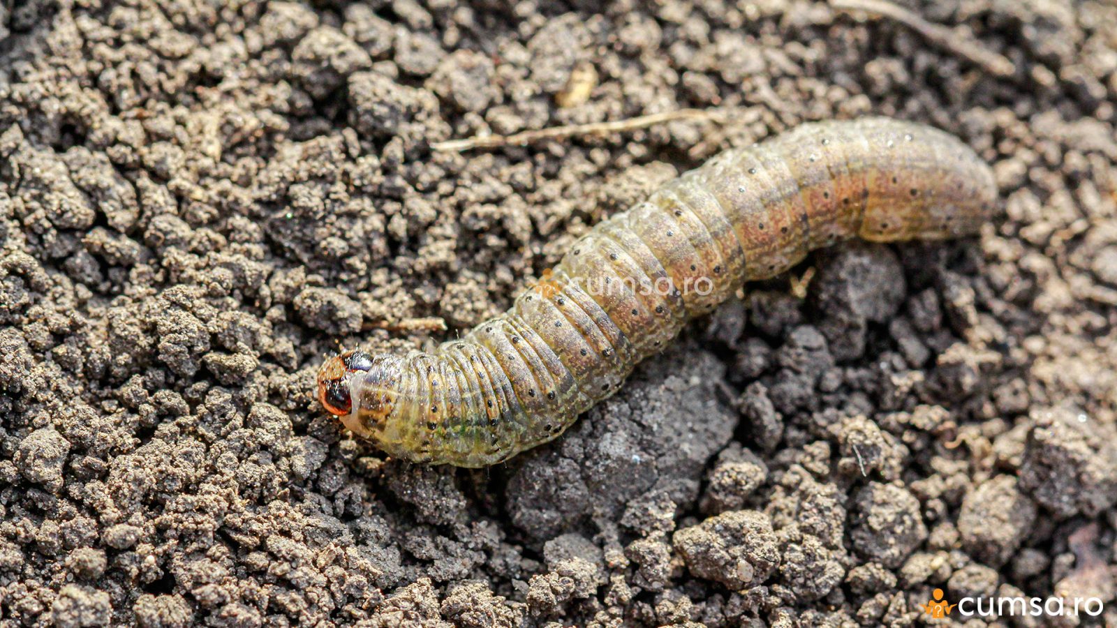 Cum sa scapi de buha semanaturilor. Metode de combatere - cumsa.ro