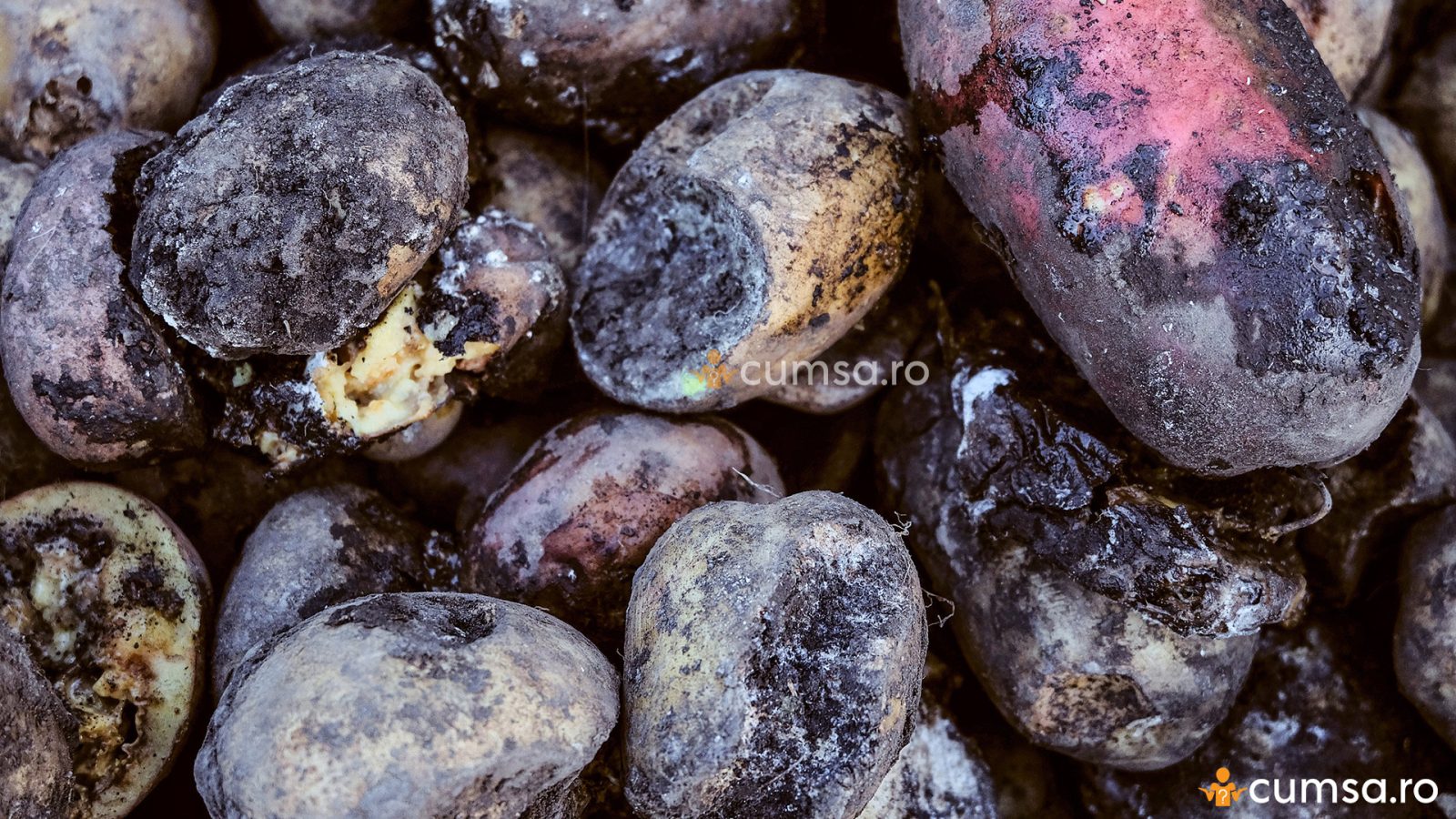 De ce putrezesc cartofii. Cum sa ii pastrezi pe perioada iernii - cumsa.ro