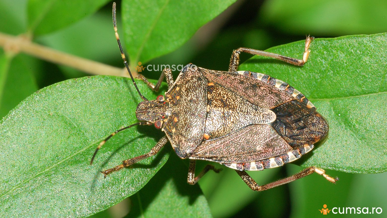 Combatere plosnita marmorata. Cum sa scapi de acest daunator si cu ce ...