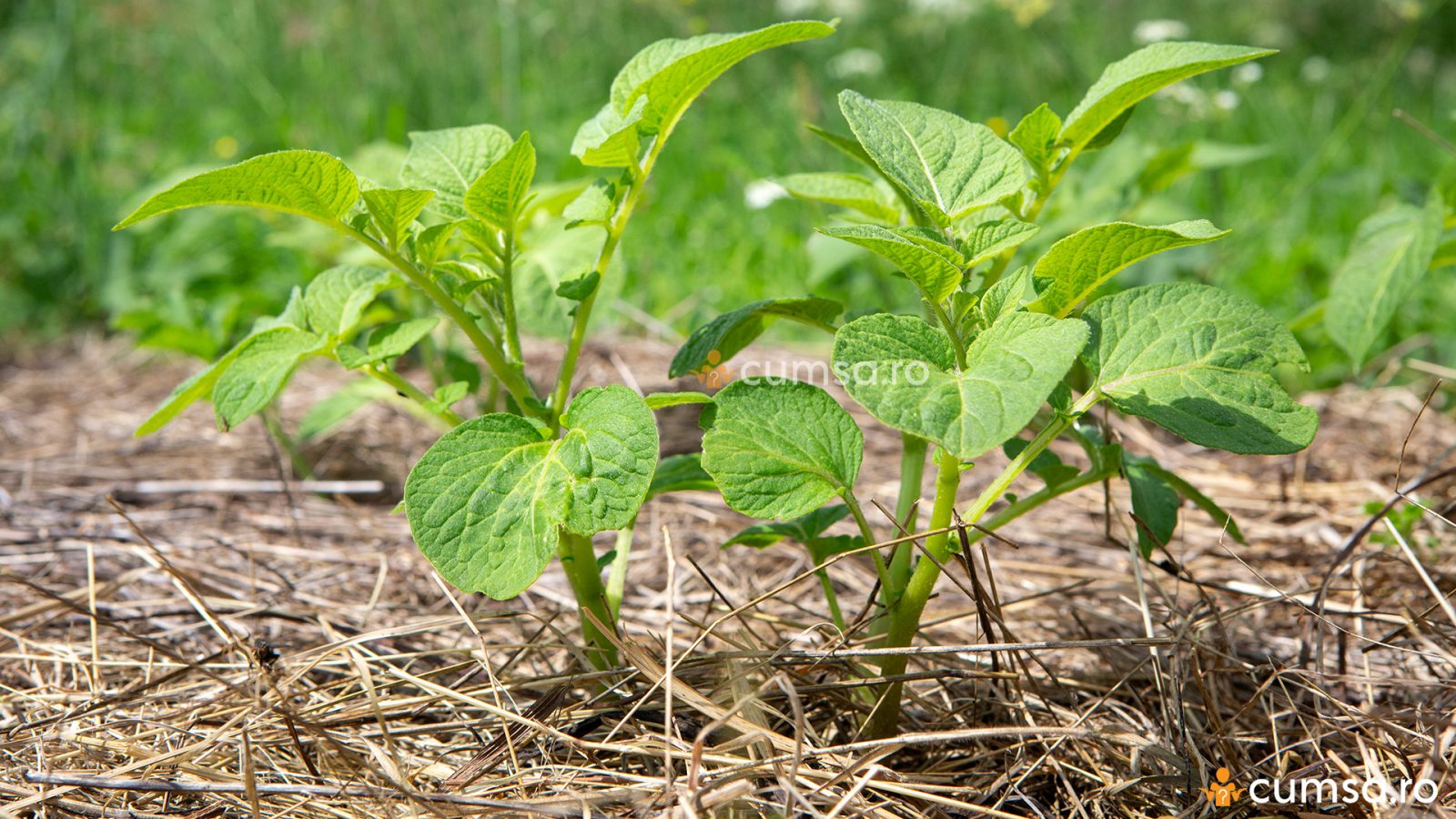 Cum sa faci mulcirea cartofului si care sunt avantajele - cumsa.ro