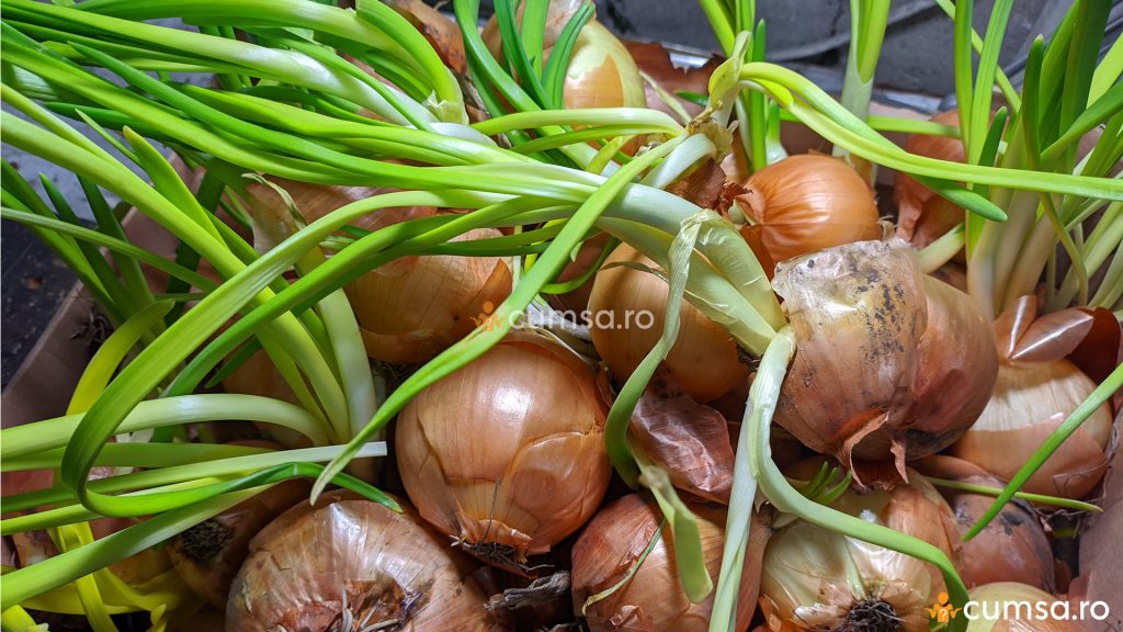De ce incolteste ceapa la pastrare. Cum sa eviti acest lucru - cumsa.ro