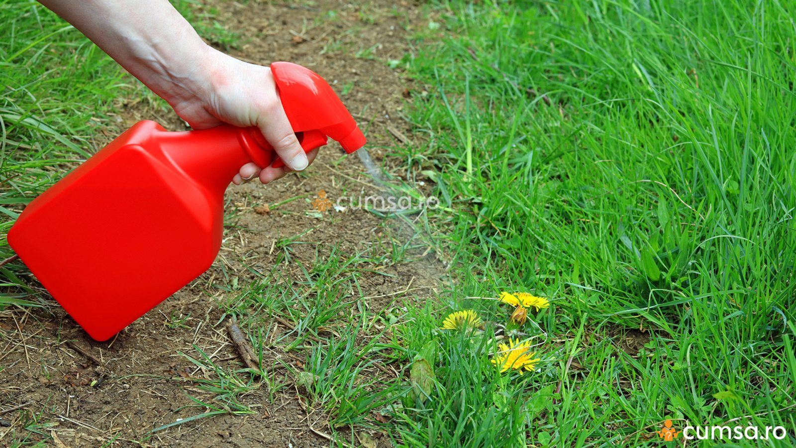 Cum sa prepari un erbicid natural pentru buruieni si ce trebuie sa ...