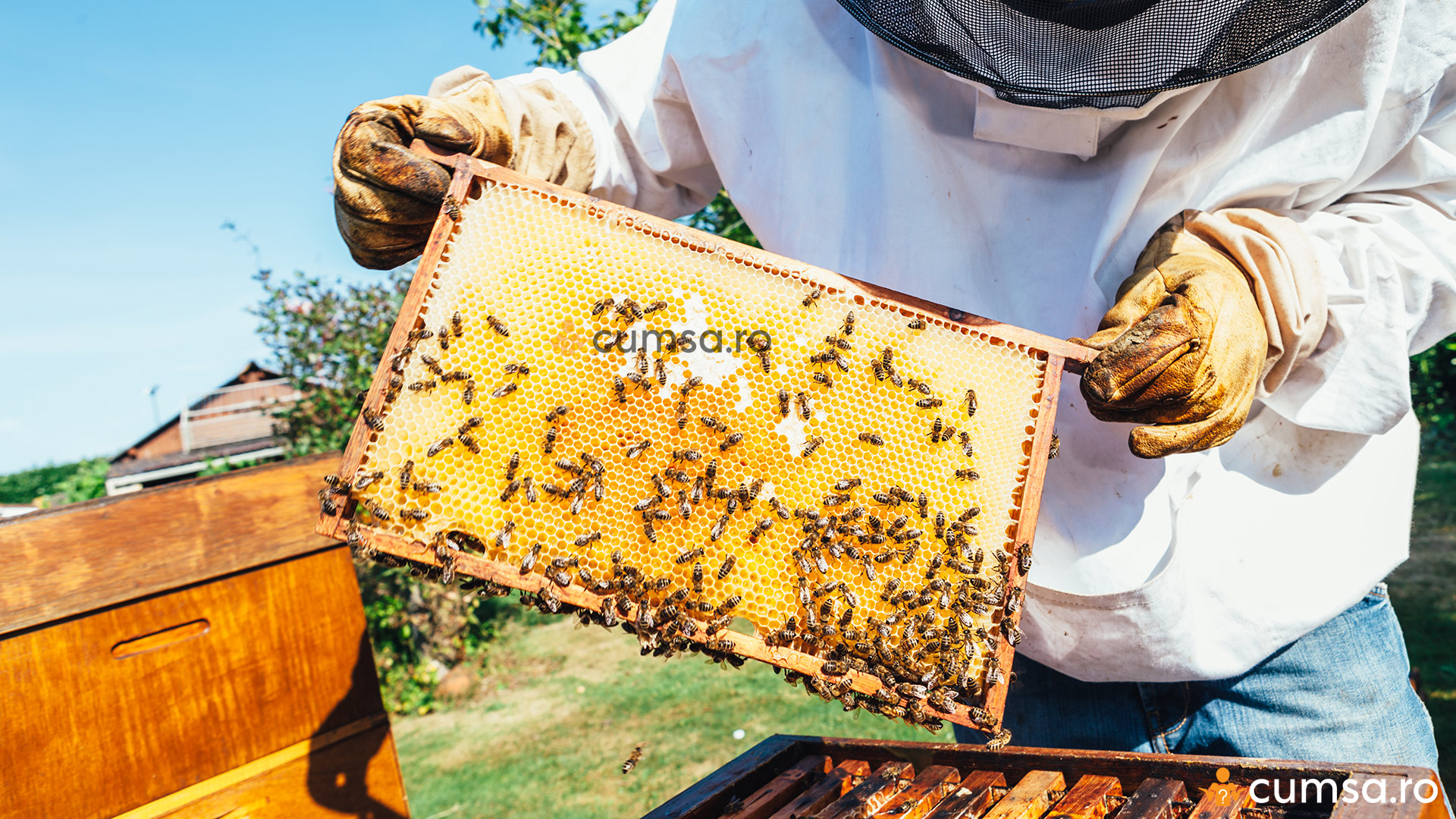 Cum sa comercializezi miere de albine in mod legal. Acte necesare ...