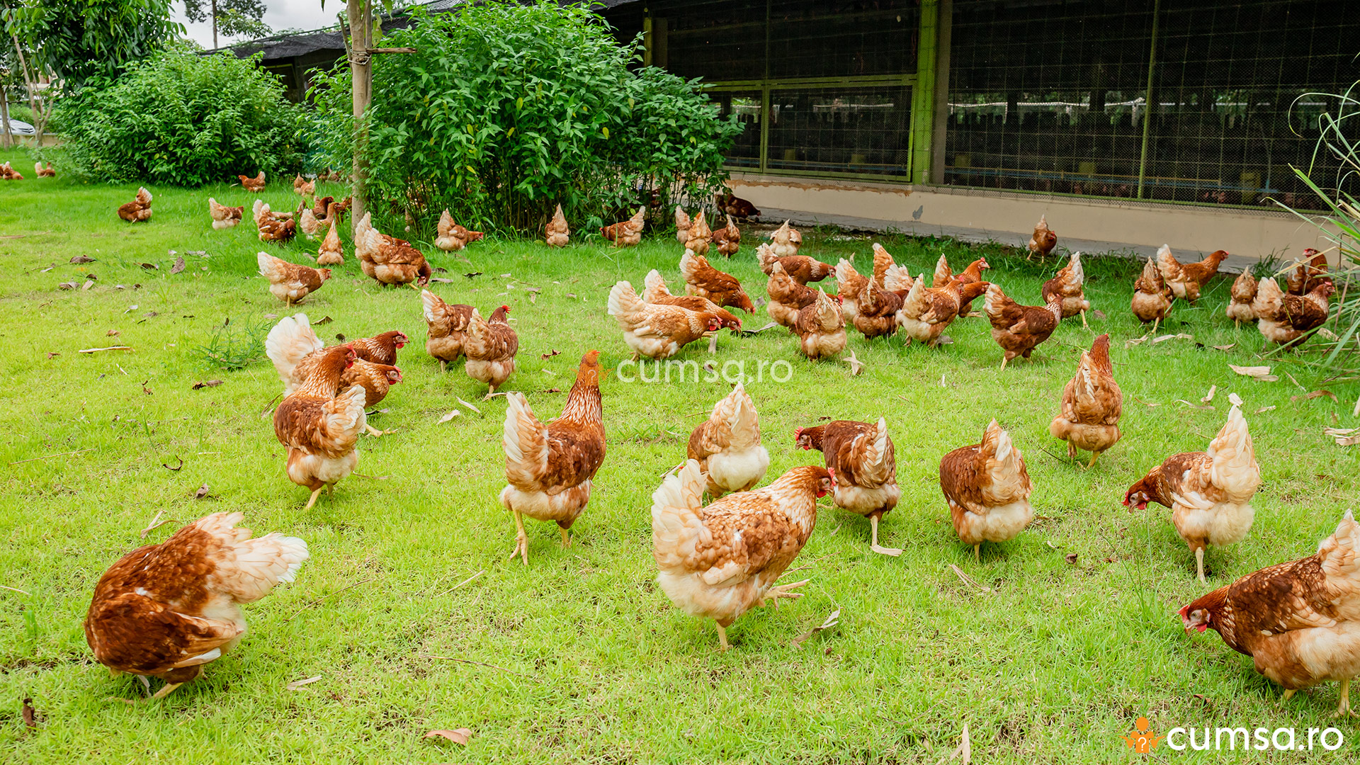 Cum sa faci o ferma de gaini free-range. Reguli de baza - cumsa.ro