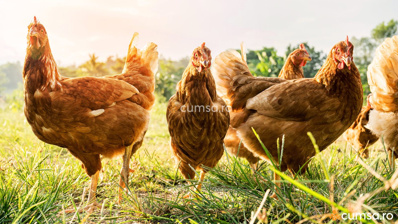 Cum sa faci o ferma de gaini free-range. Reguli de baza - cumsa.ro