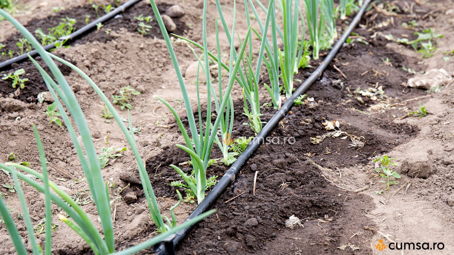 Irigare ceapa prin picurare. Cum sa o faci si ce fel de benzi sa ...