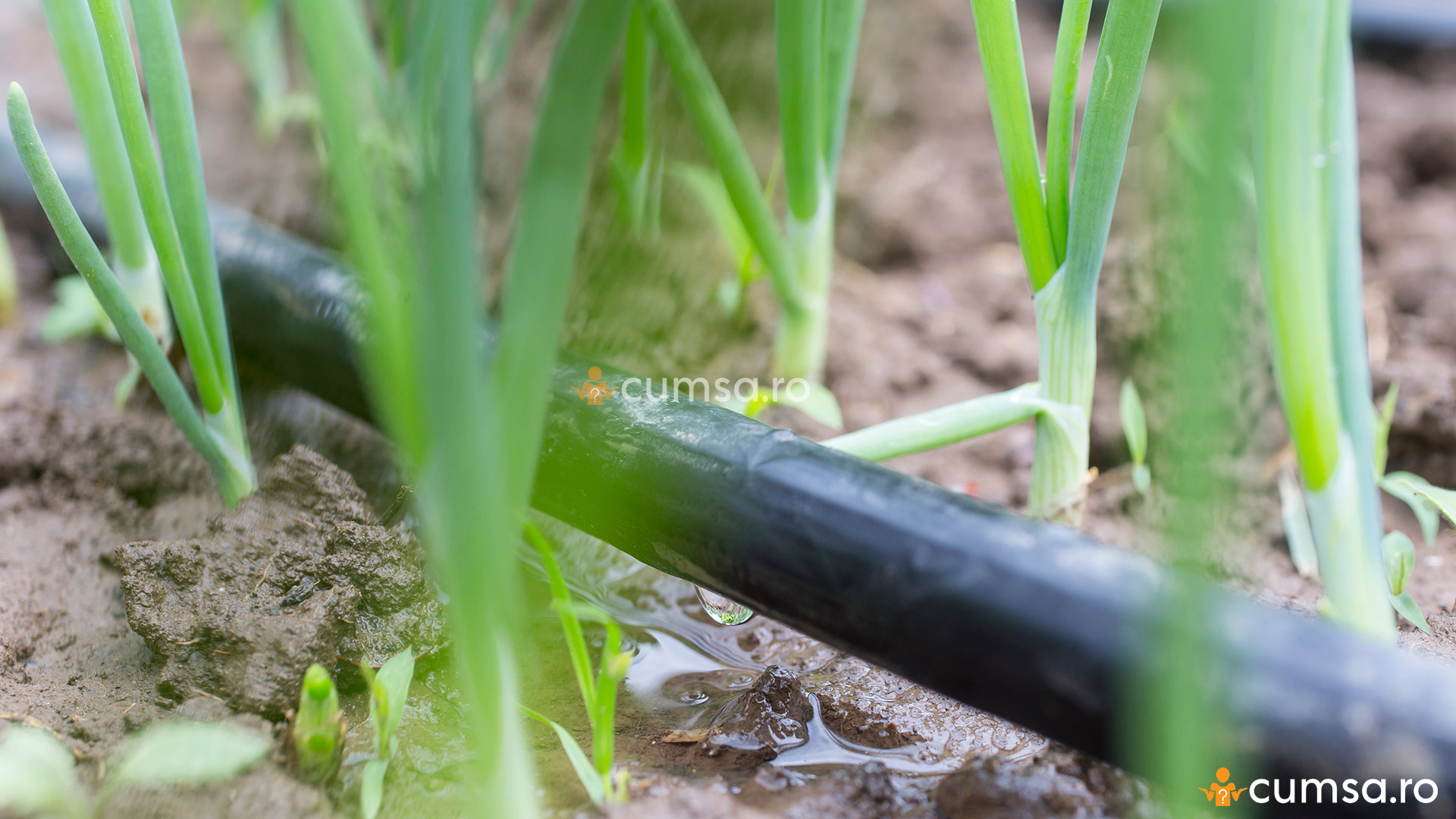 Irigare ceapa prin picurare. Cum sa o faci si ce fel de benzi sa ...