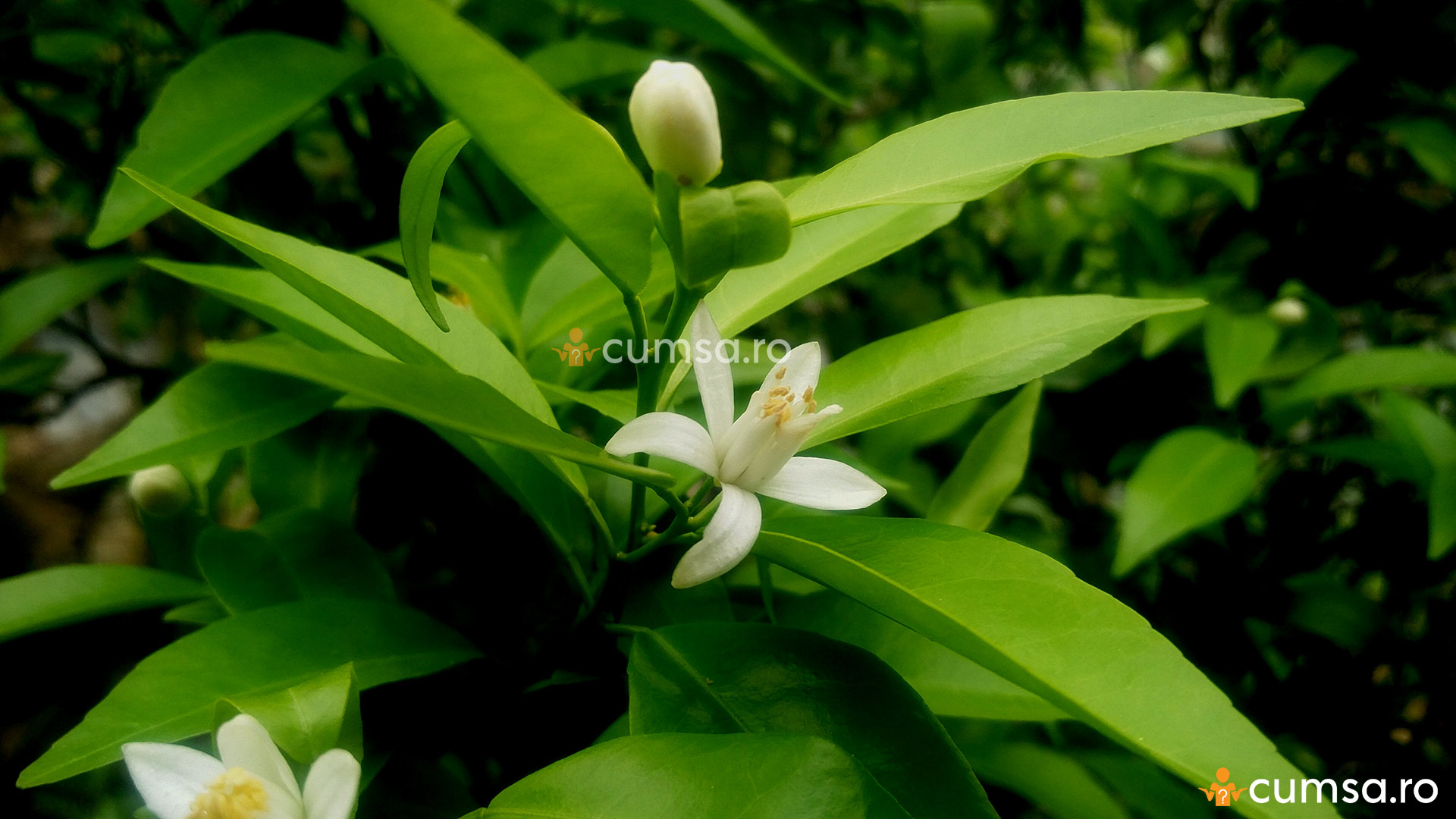 De ce cad florile la lamai si cum sa previi acest fenomen - cumsa.ro