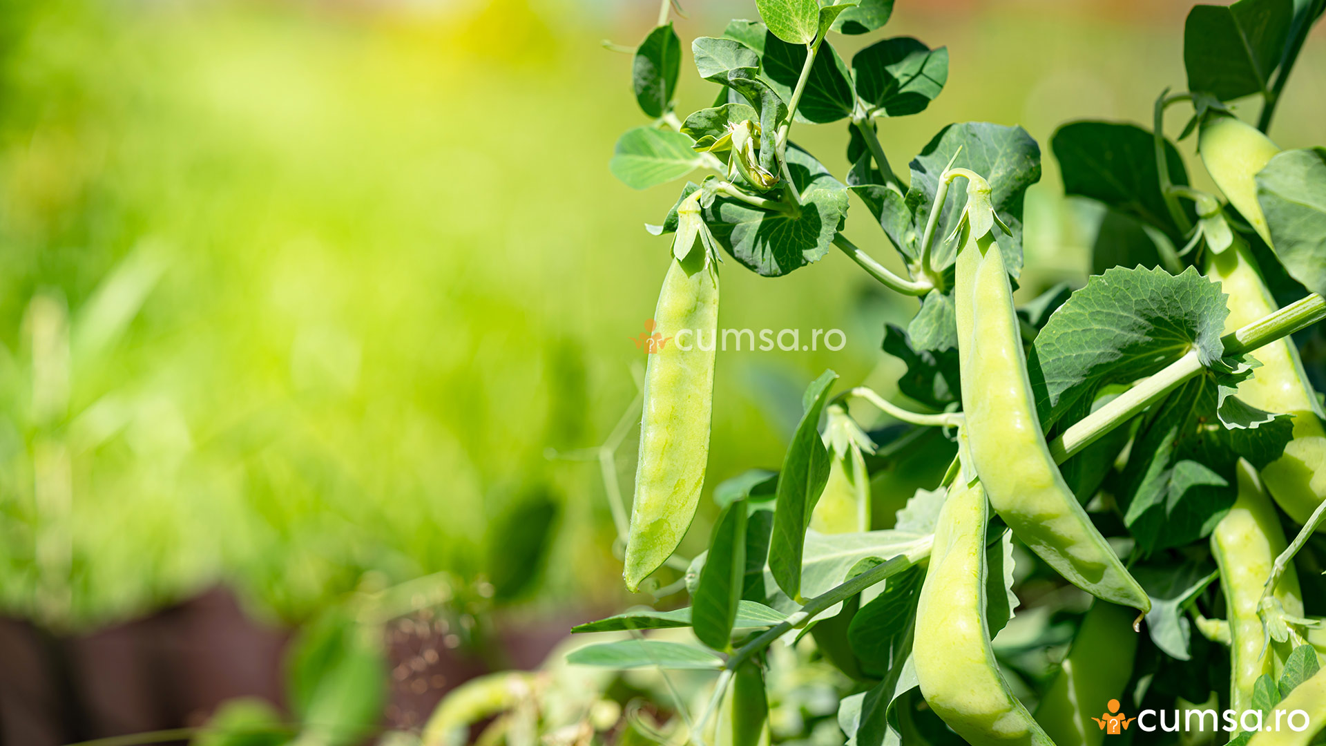Cum sa cultivi rosii ecologice si ce trebuie sa iei in considerare ...
