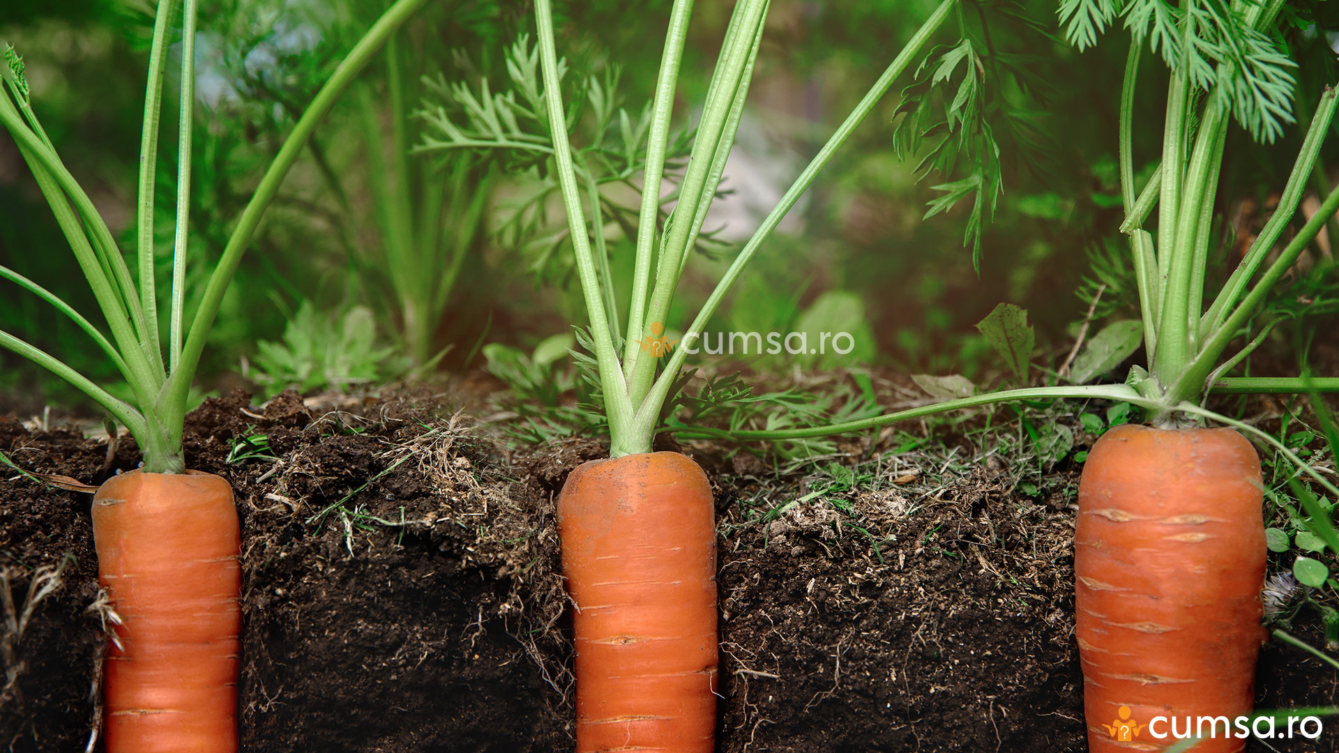 Cum sa faci irigarea morcovului prin picurare. Sfaturi utile - cumsa.ro