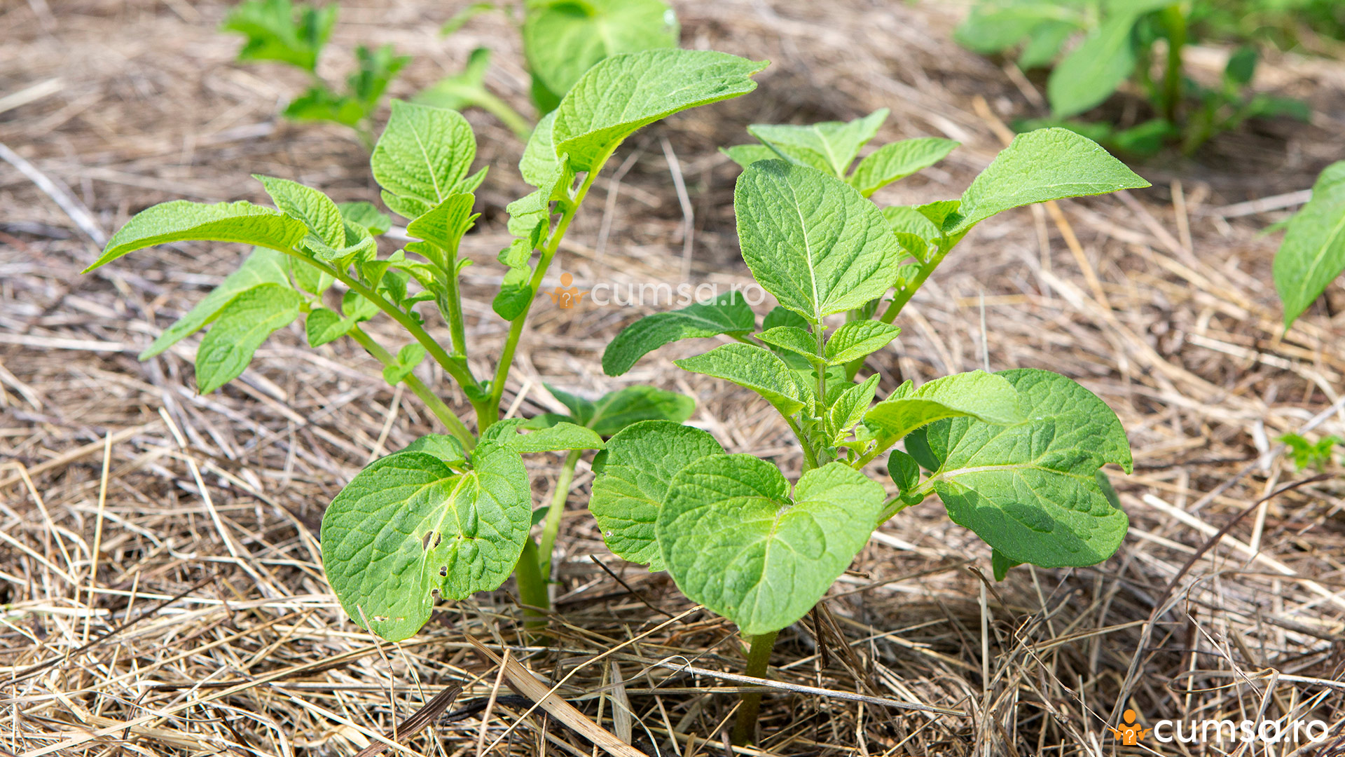 Cum sa faci mulcirea cartofului si care sunt avantajele - cumsa.ro