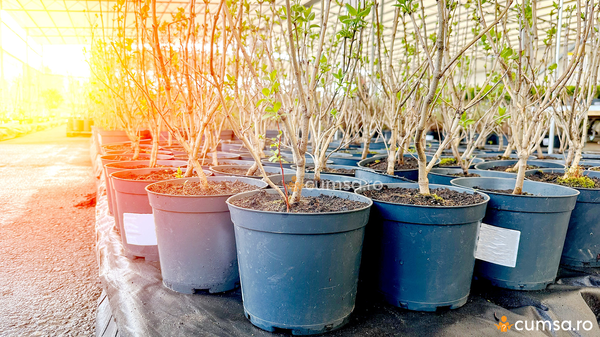 Cum sa plantezi un pom crescut la ghiveci. Sfaturi utile - cumsa.ro