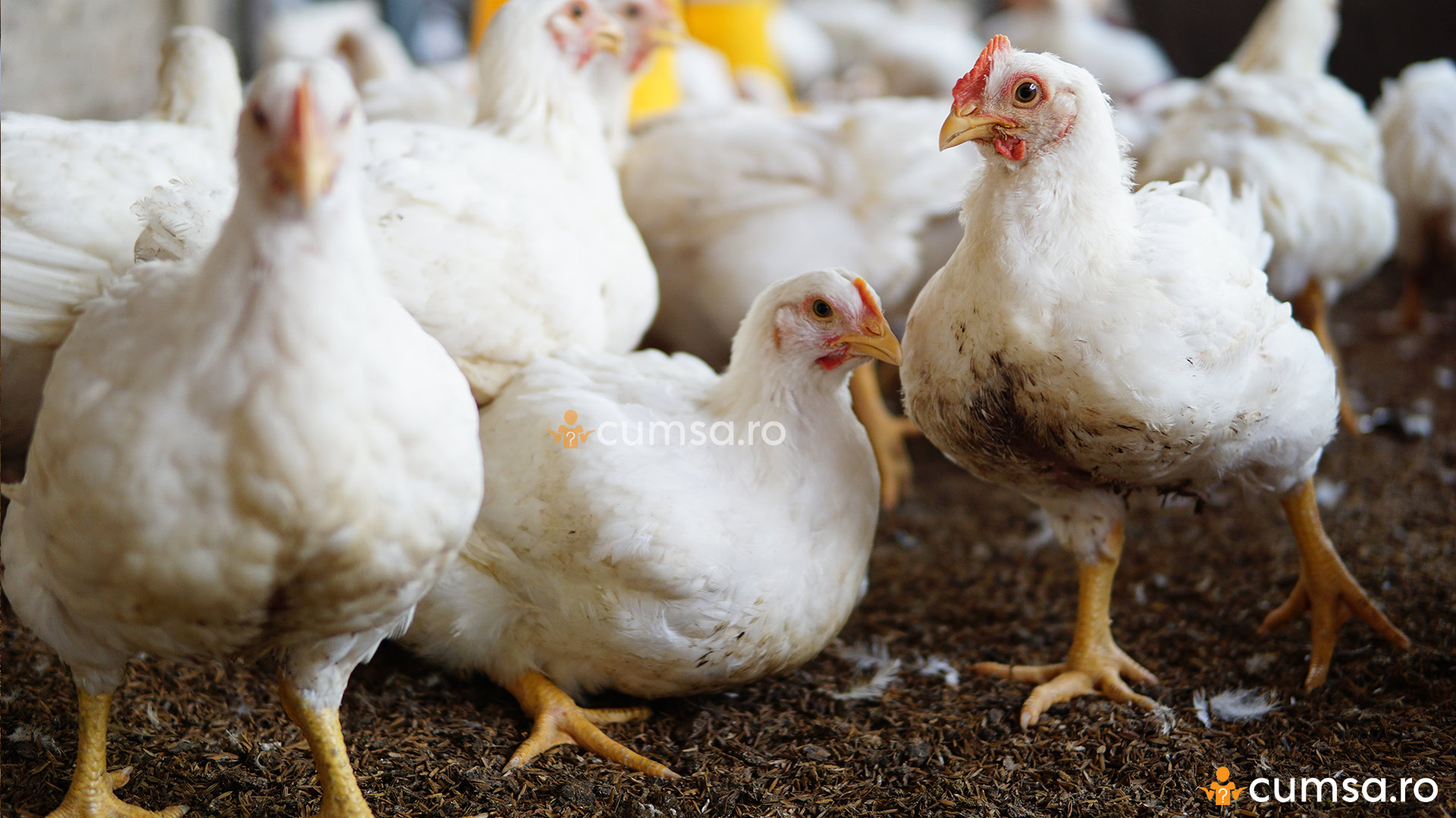 Cum sa combati colibaciloza la pasari. Simptome si tratamente - cumsa.ro