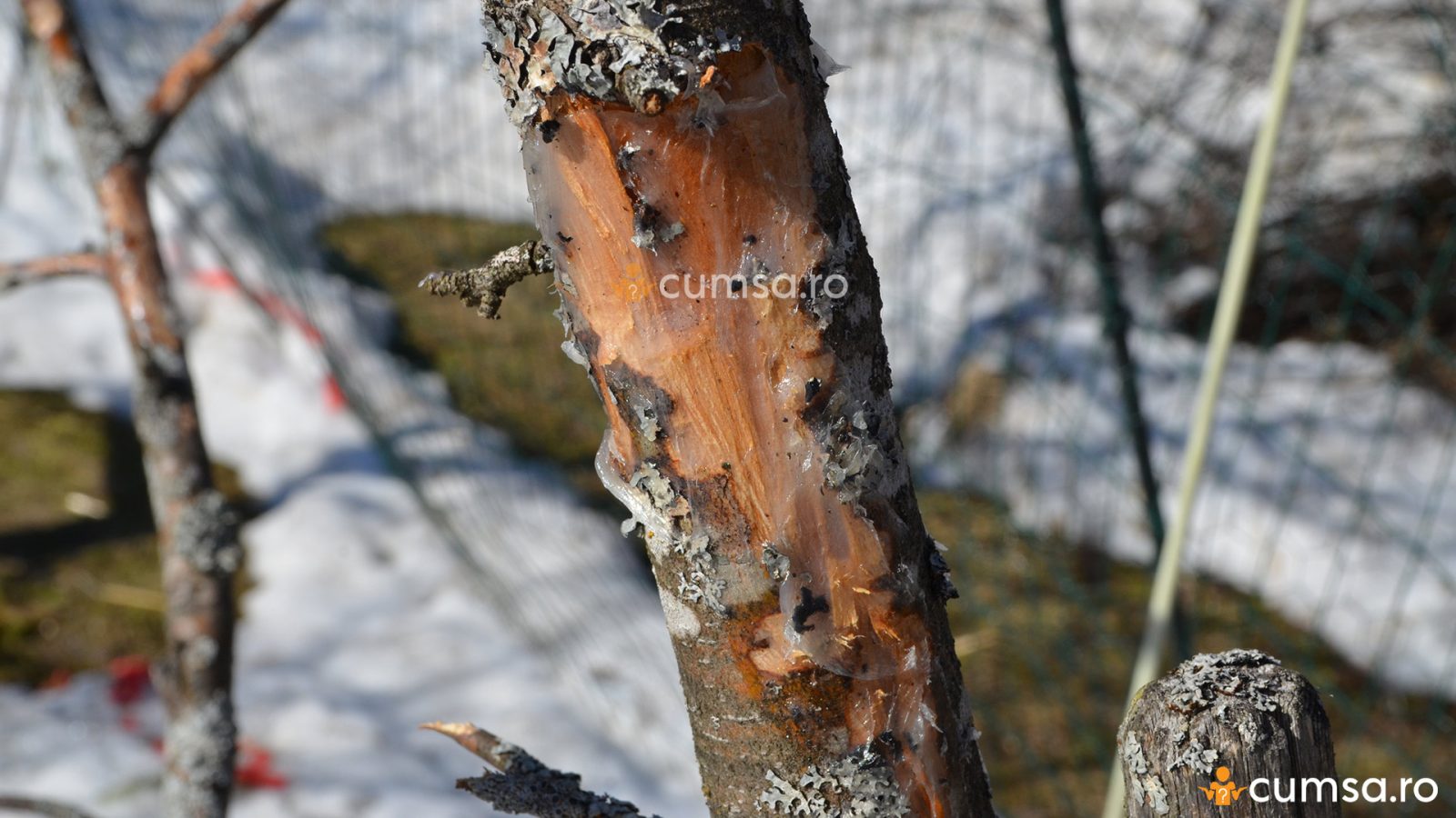 De ce crapa scoarta pomilor fructiferi. Cum sa previi asta si ce ...