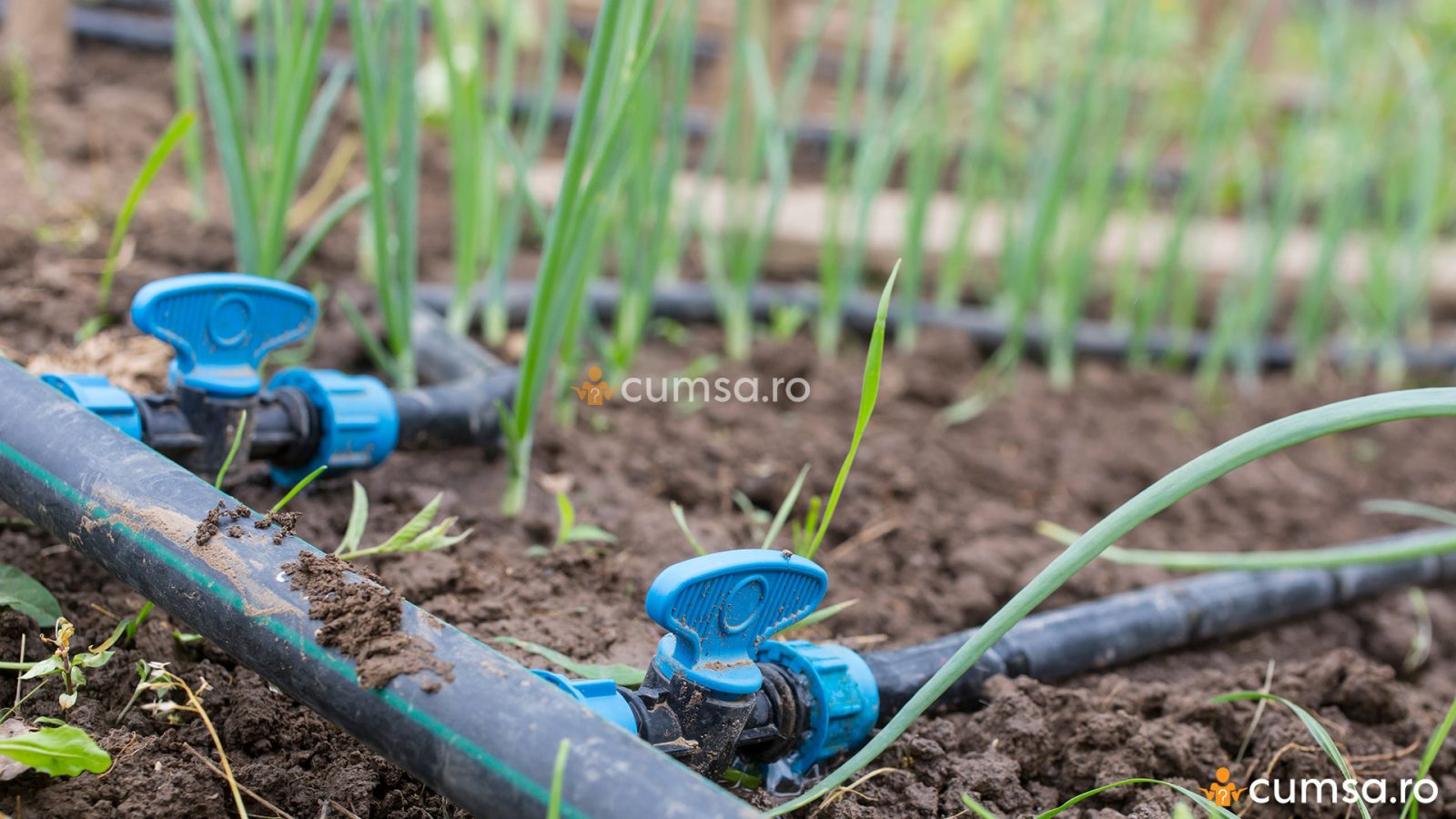 Irigare ceapa prin picurare. Cum sa o faci si ce fel de benzi sa ...