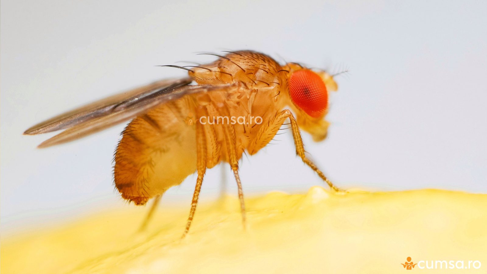 Cum sa scapi de musculite de otet. Cele mai bune metode de combatere ...