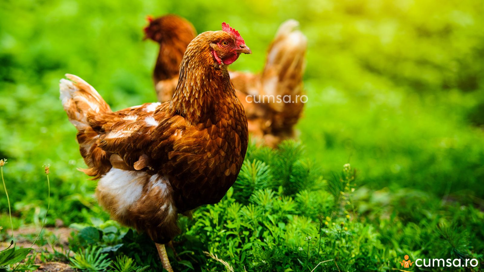 Antibiotic natural pentru gaini. Cum sa il prepari la tine acasa - cumsa.ro