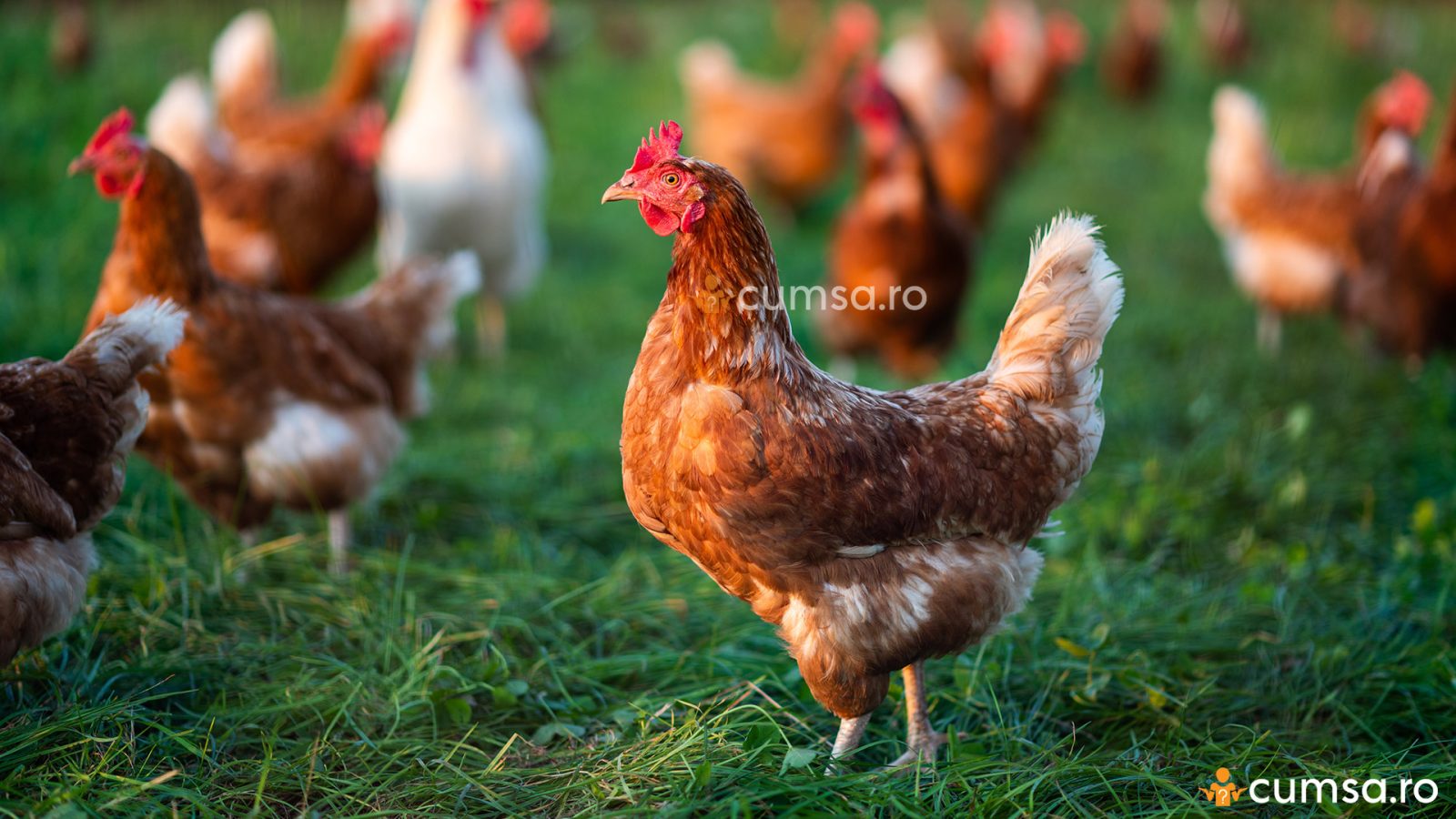 Antibiotic natural pentru gaini. Cum sa il prepari la tine acasa - cumsa.ro