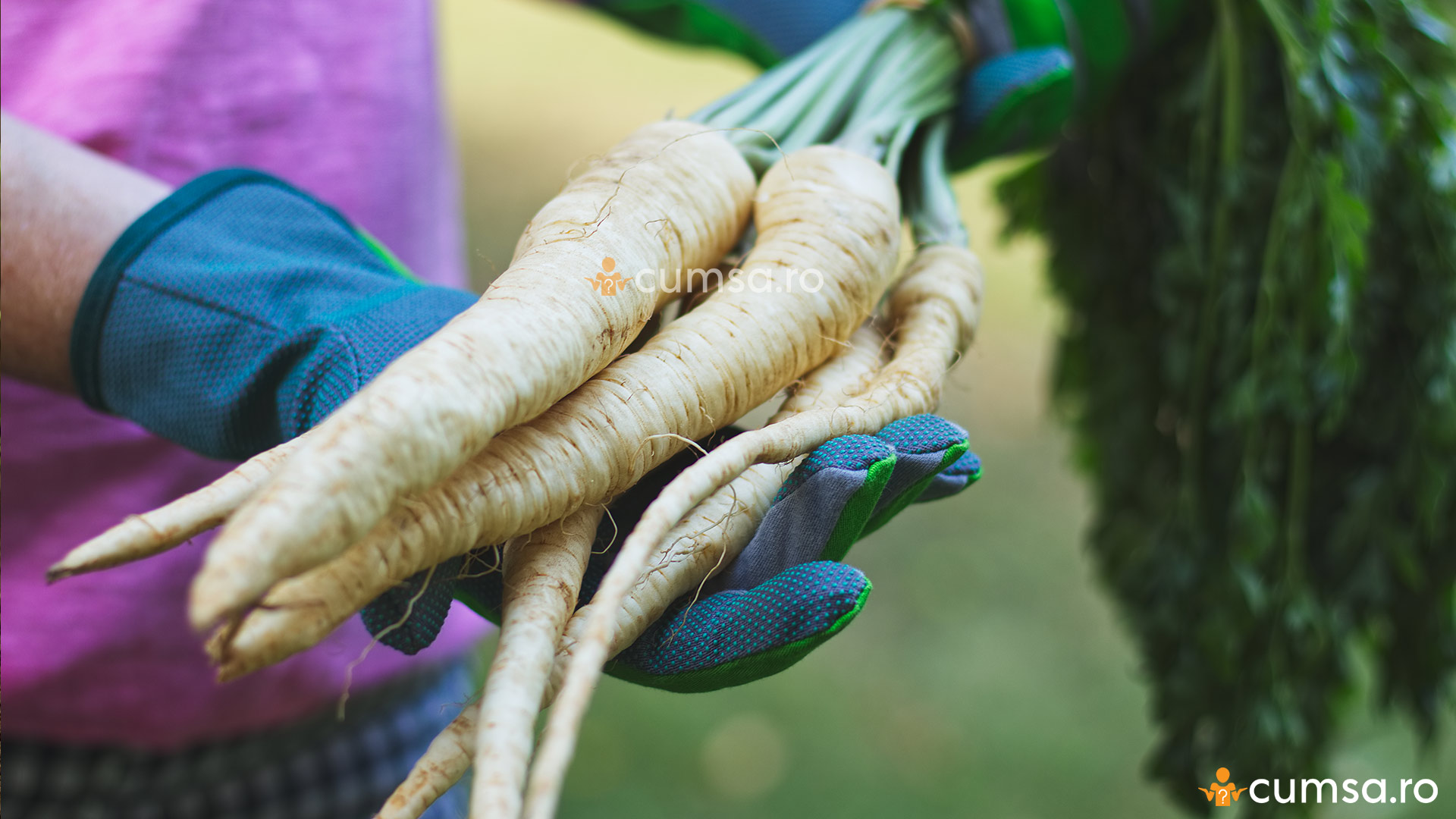 Cultivarea patrunjelului de radacina. Cum sa pregatesti terenul si cand ...