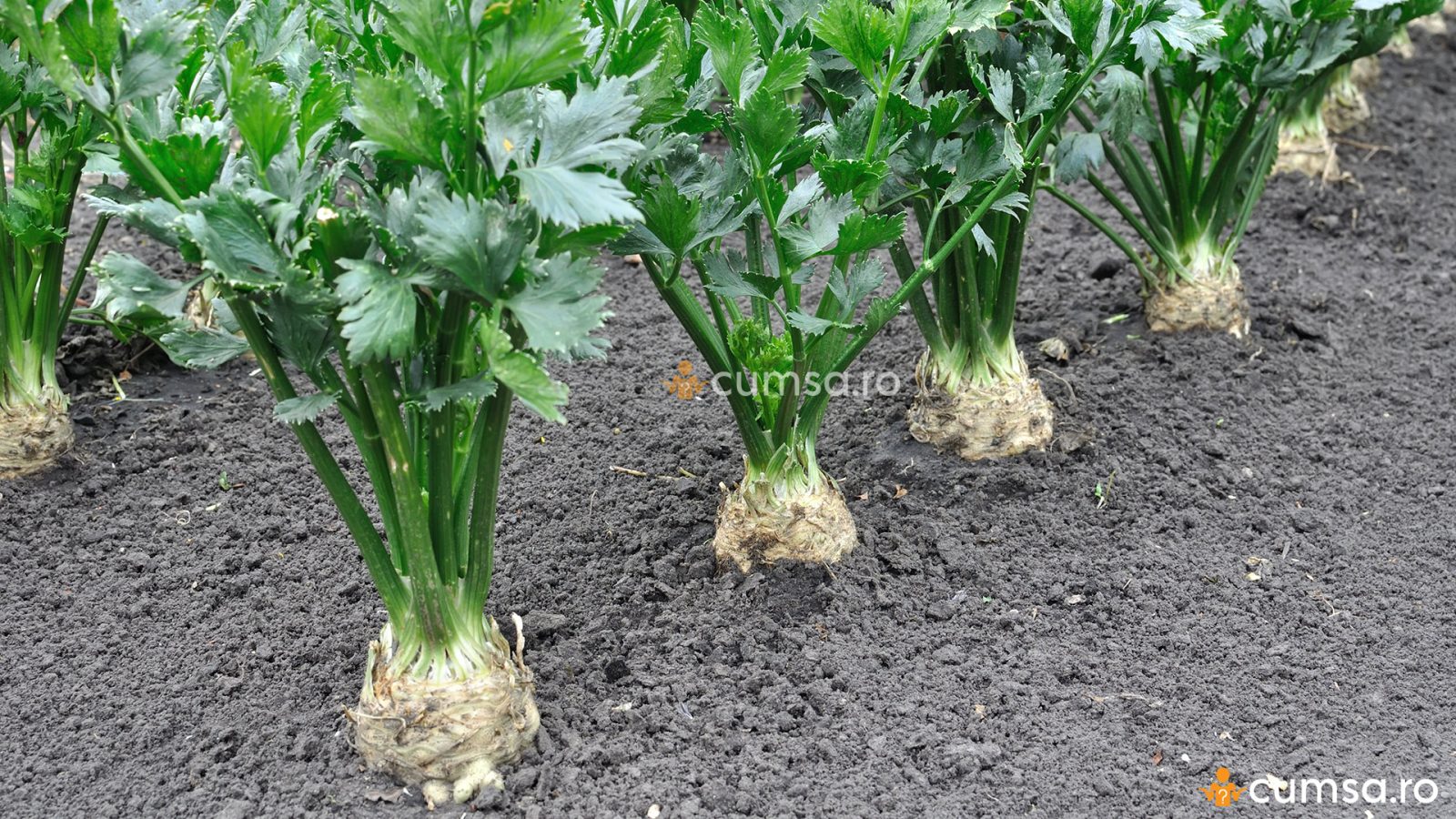 Cum sa faci cultivarea telinei de radacina. Sfaturi utile si distante ...