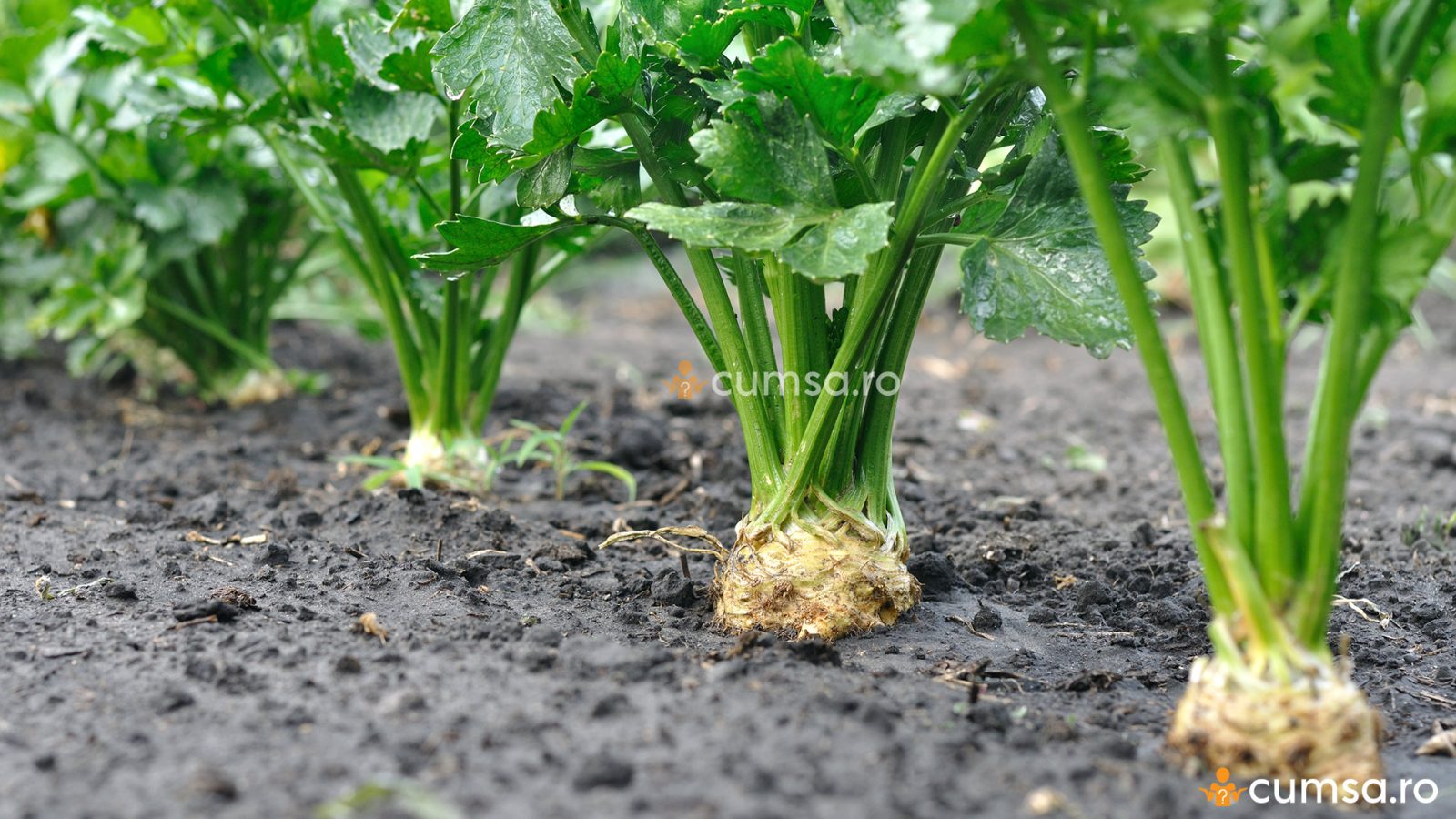 Cum sa faci cultivarea telinei de radacina. Sfaturi utile si distante ...
