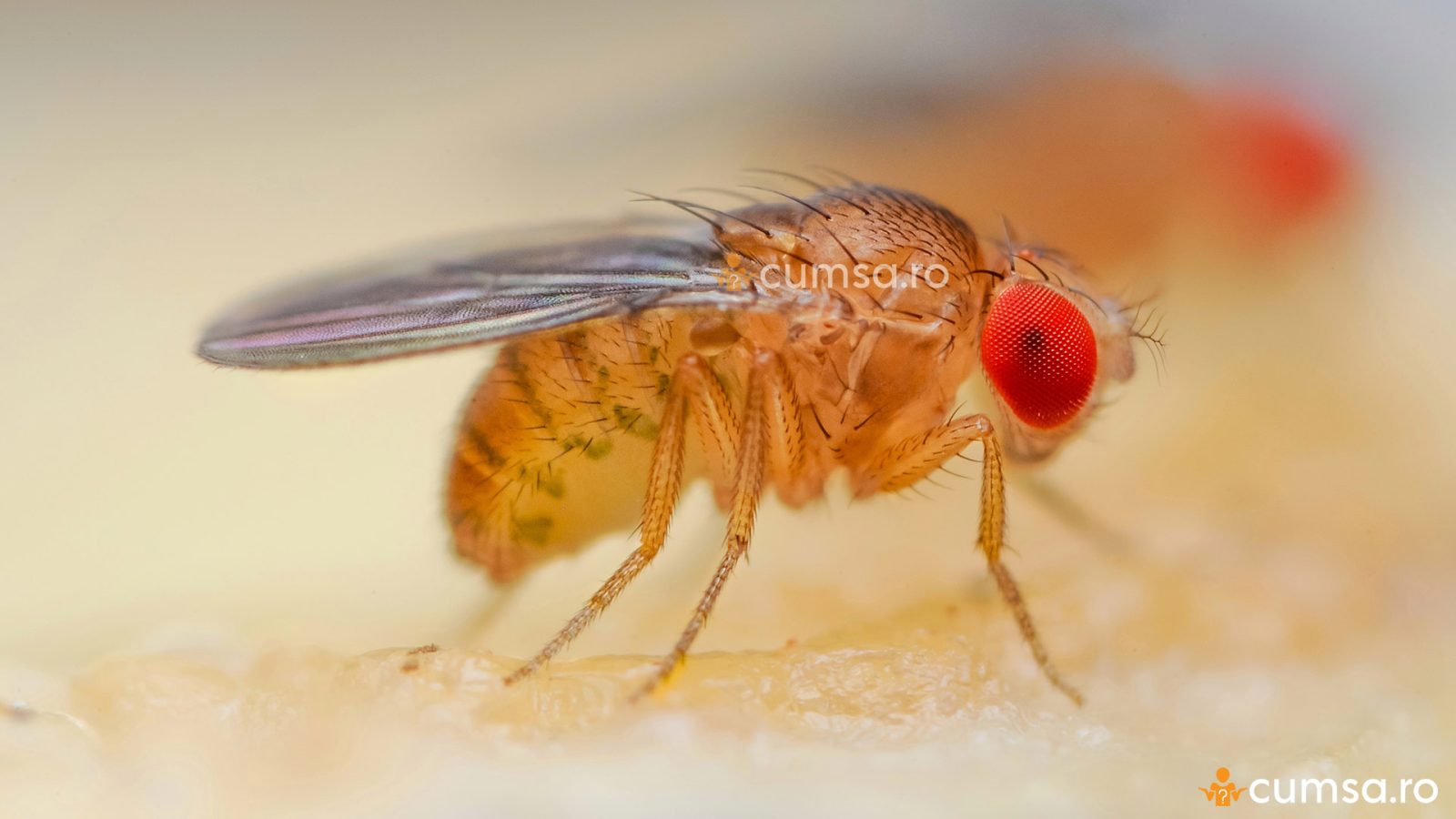 Cum sa scapi de musculite de otet. Cele mai bune metode de combatere ...