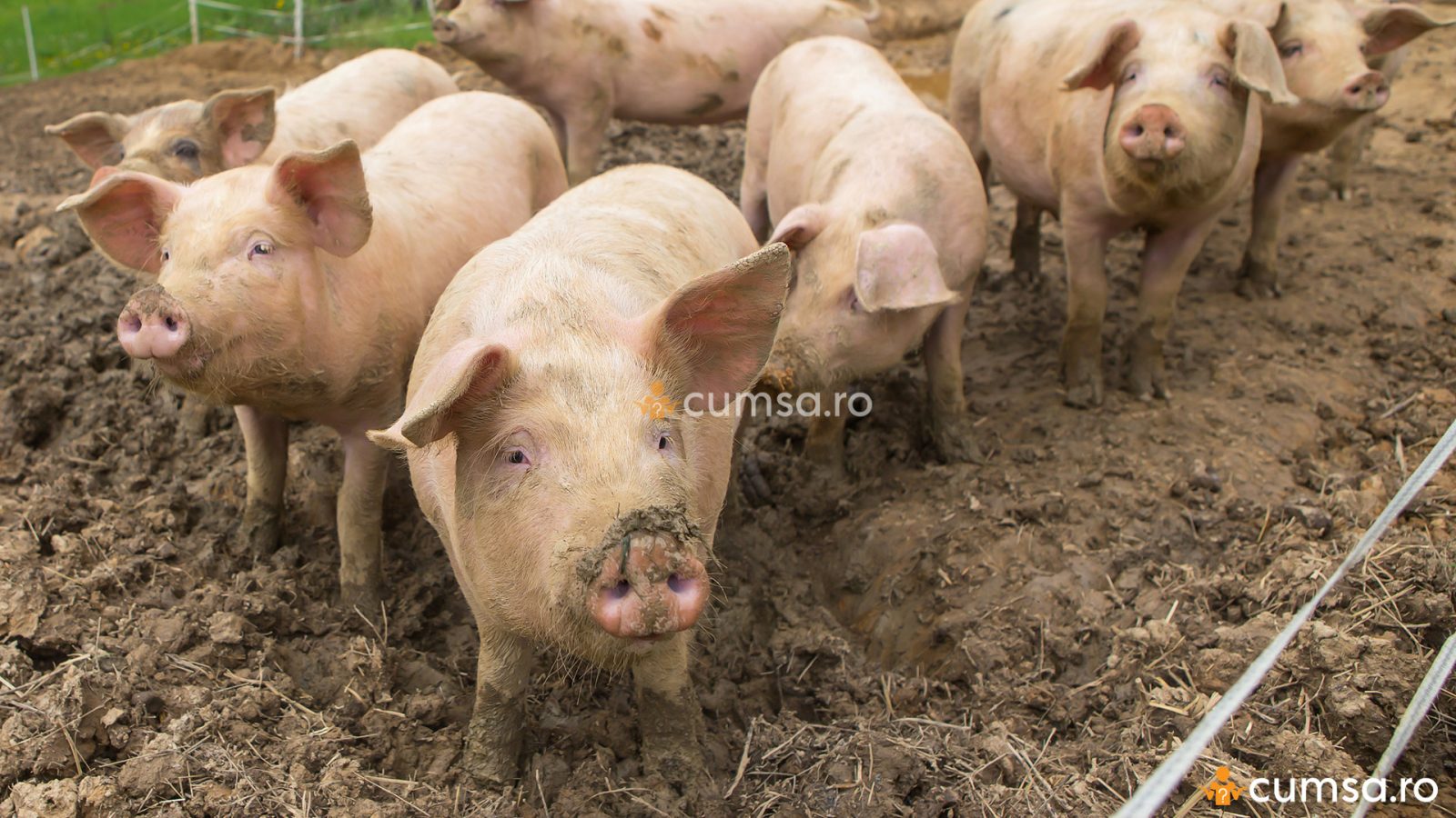 Cum sa vinzi un porc din propria gospodarie, in mod legal. Ce trebuie ...