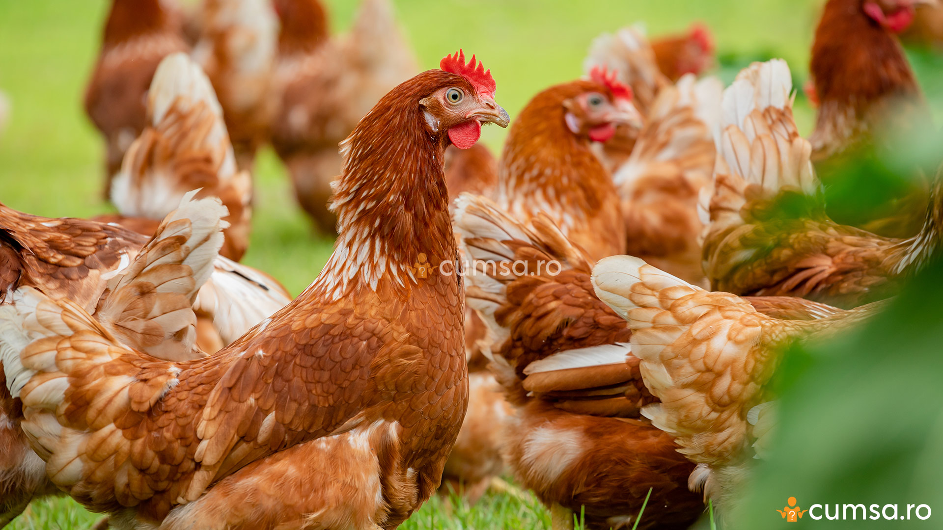 Antibiotic natural pentru gaini. Cum sa il prepari la tine acasa - cumsa.ro