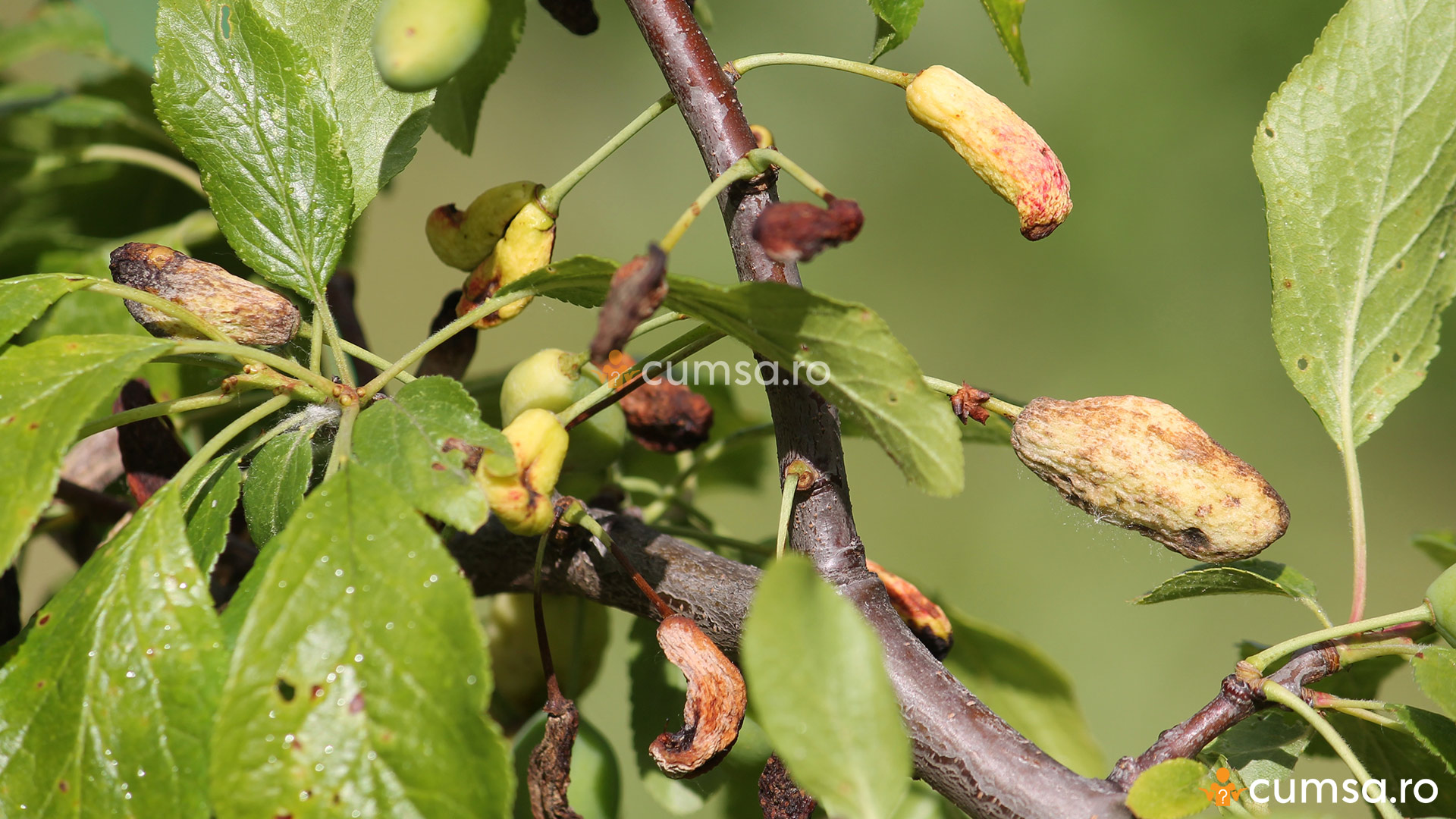 Hurlupi la pruni. Cum sa identifici aceasta boala si ce tratamente sa ...