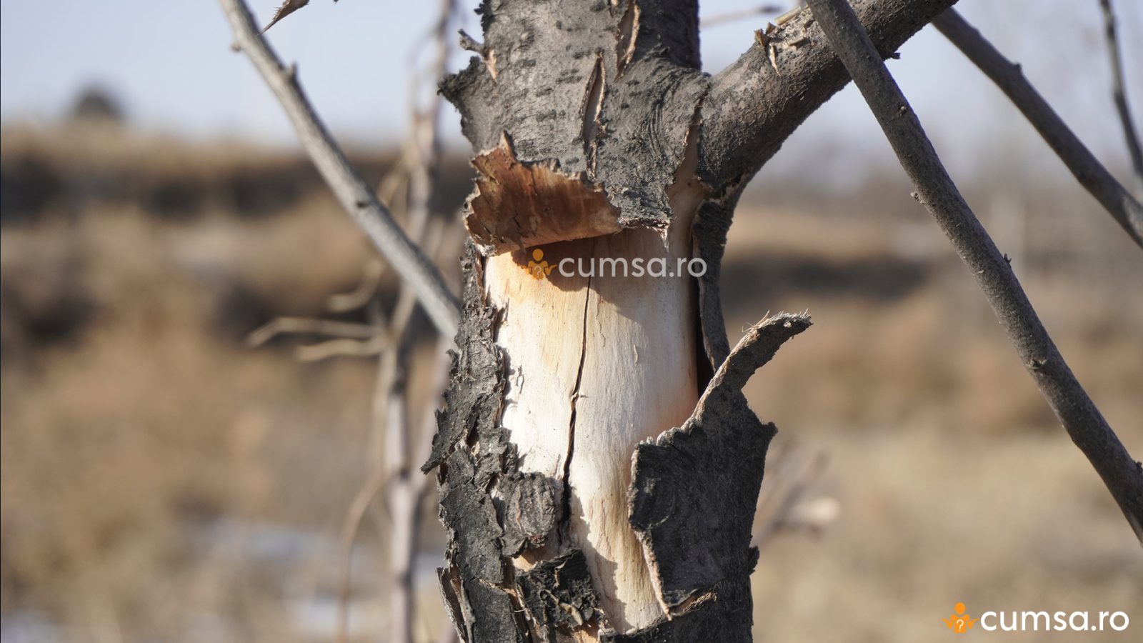 De ce se usuca pomii fructiferi. Cum sa previi acest fenomen - cumsa.ro