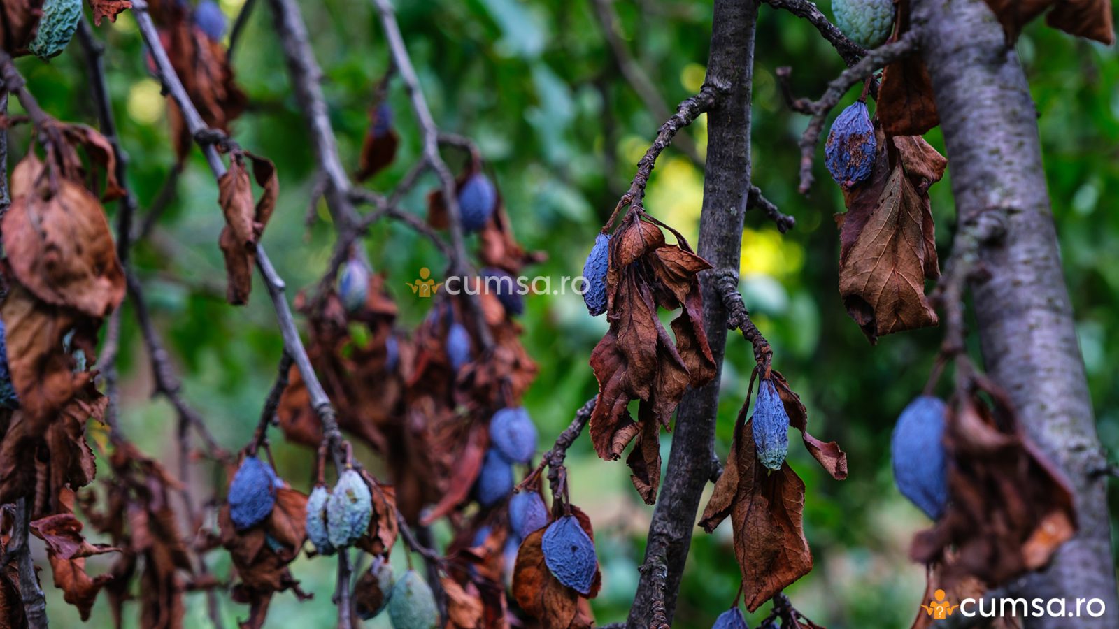 Cum sa previi monilioza la samburoase. Tratamente de toamna - cumsa.ro