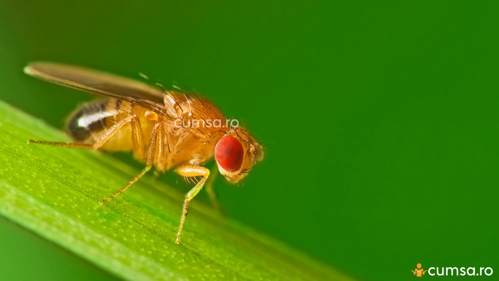 Cum sa scapi de musculite de otet. Cele mai bune metode de combatere ...