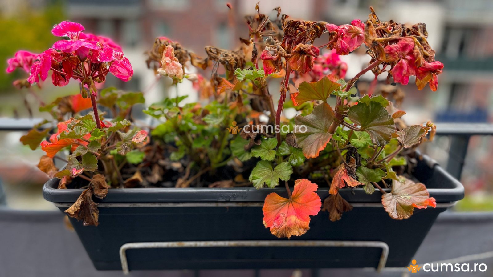 Pregatirea muscatelor pentru iarna. Cum sa faci asta in mod corect ...