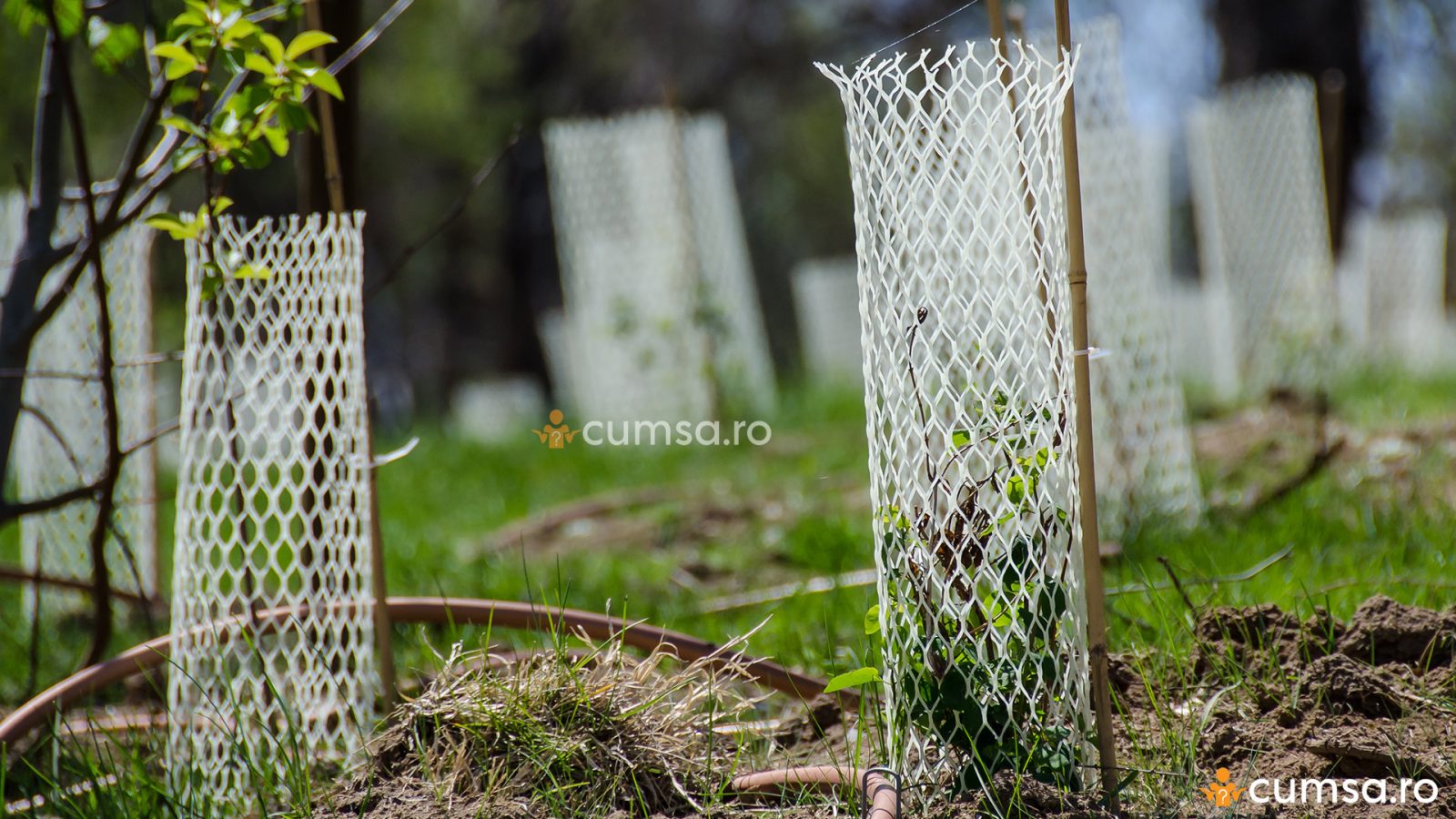 Protejarea pomilor de rozatoare. Cum sa faci asta si care sunt cele mai ...