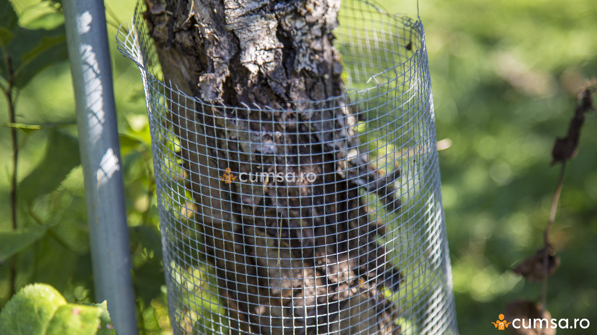 Protejarea pomilor de rozatoare. Cum sa faci asta si care sunt cele mai ...